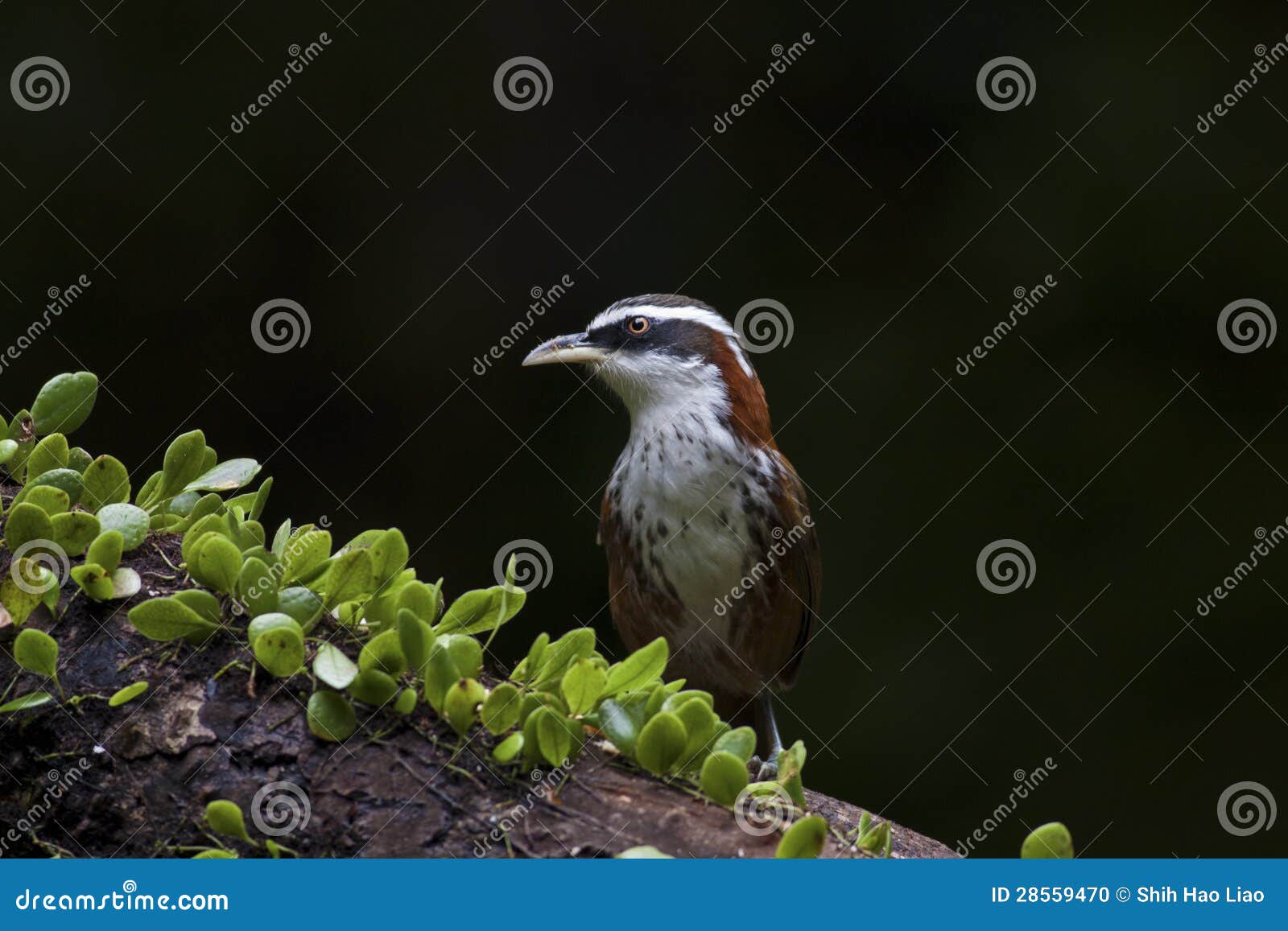 Streak-breasted Scimitar Babbler,Pomatorhinus Ruficollis Stock Photo ...