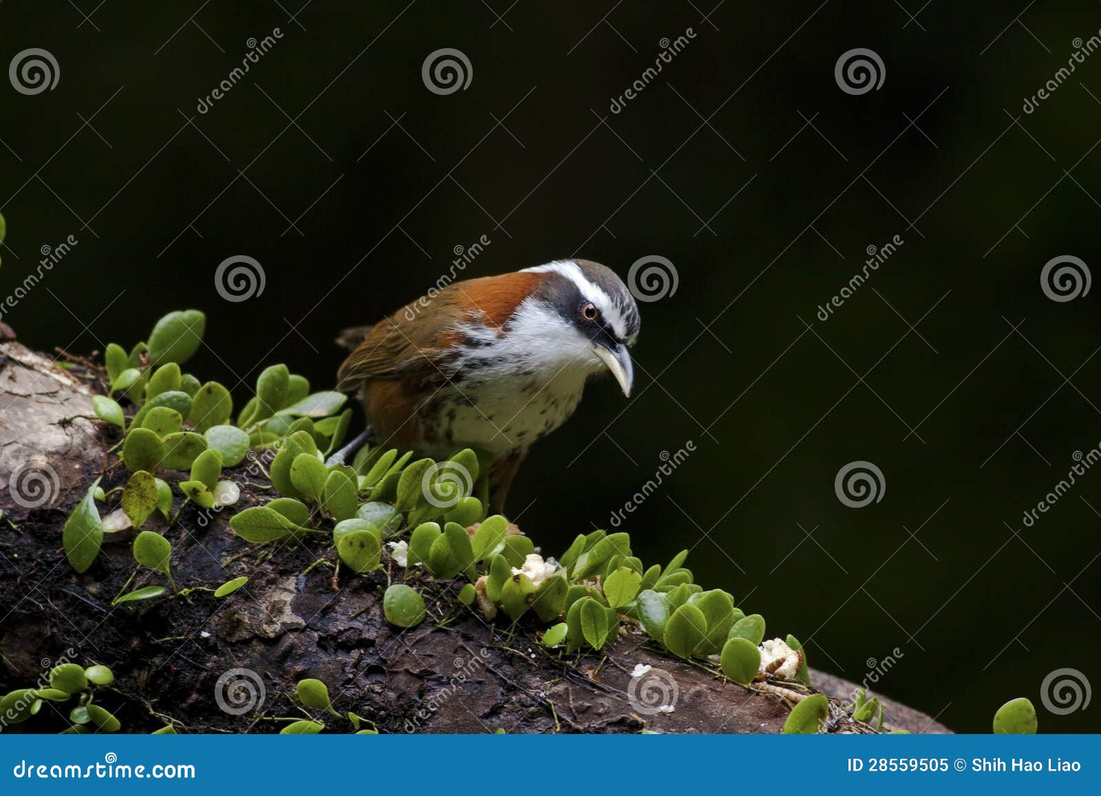 Streak-breasted Scimitar Babbler,Pomatorhinus Ruficollis Stock Image ...