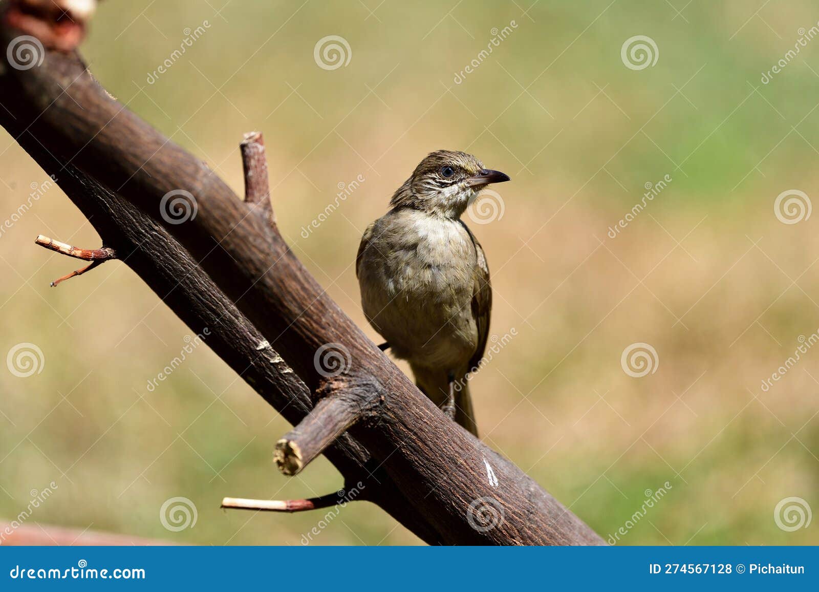 Streak - eared Bulbul stock photo. Image of tropical - 274567128