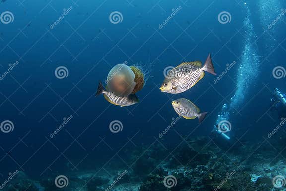 Streaked Spinefoot, Siganus Javus, Java Rabbitfish, Blue Spotted ...