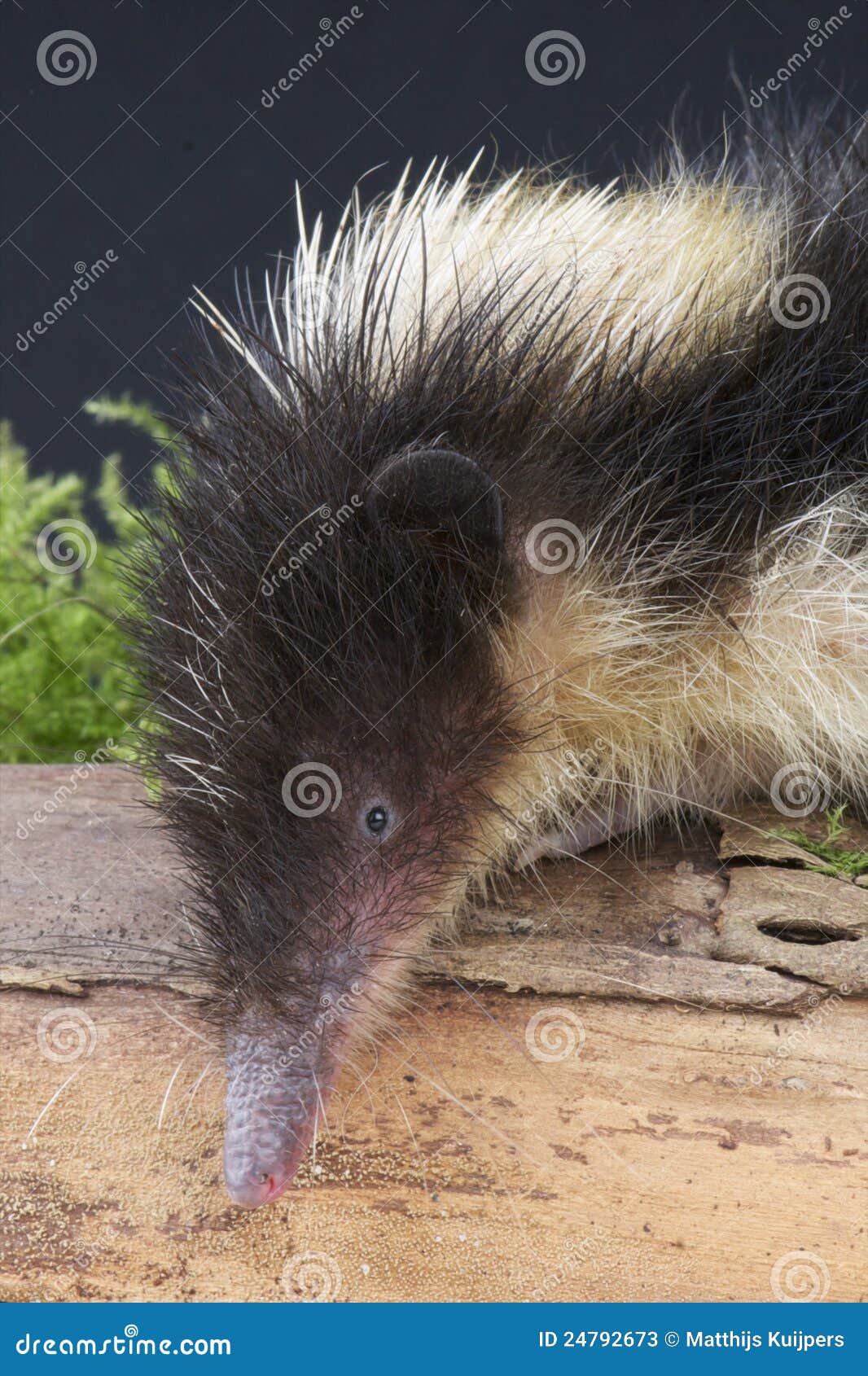 Streaked tenrec stock image. Image of quills, madagascar - 24792673