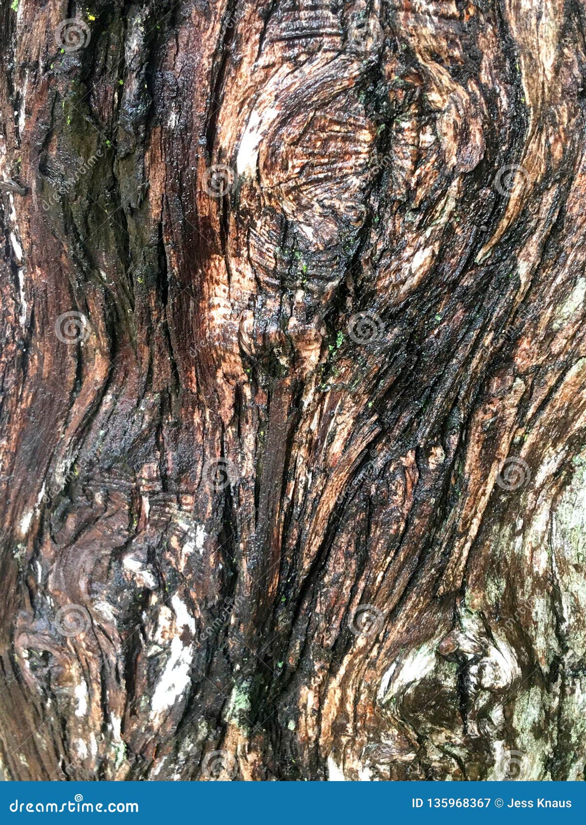 Australian gumtree bark stock image. Image of australian - 135968367