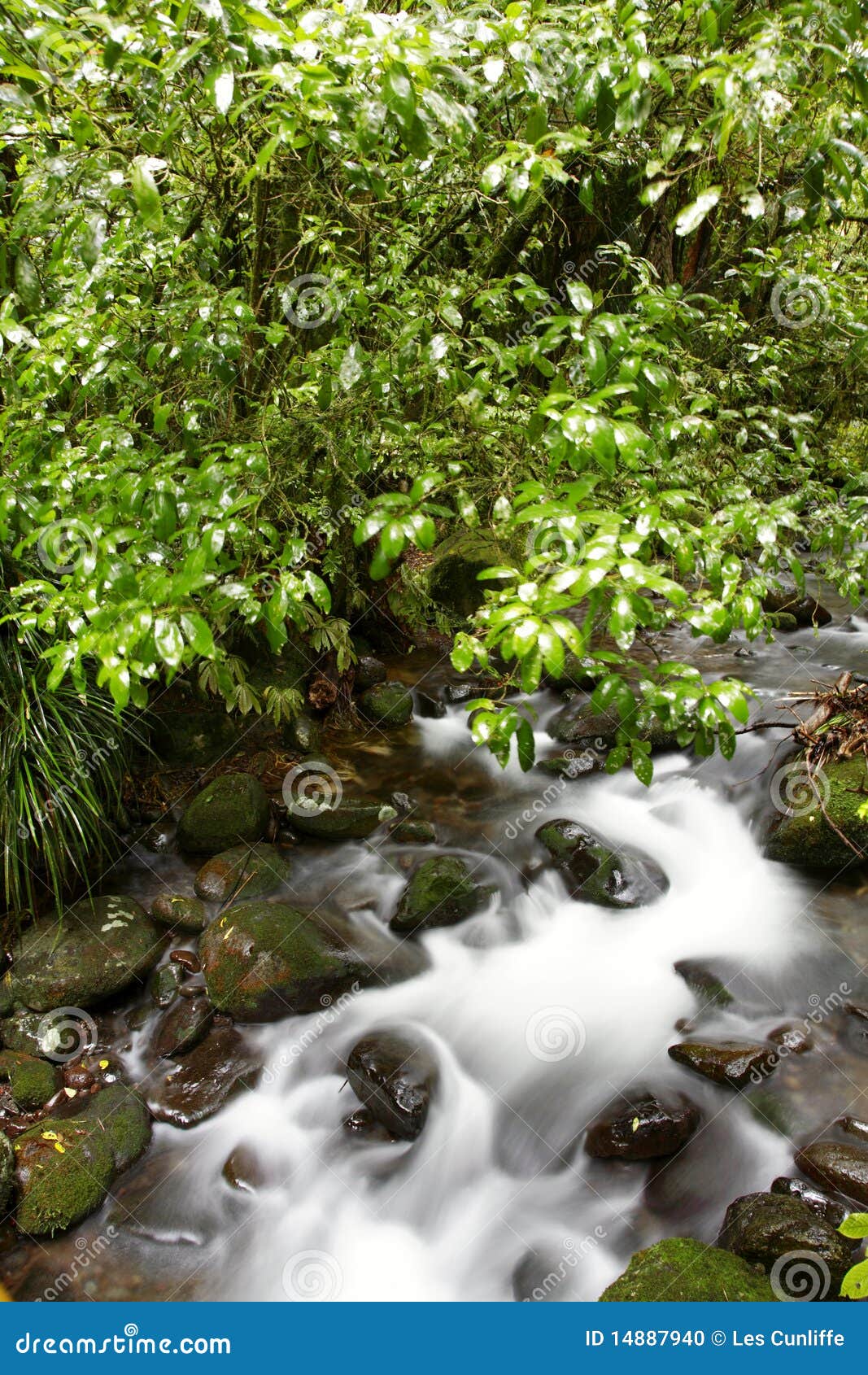Stream stock photo. Image of jungle, tropical, vertical - 14887940