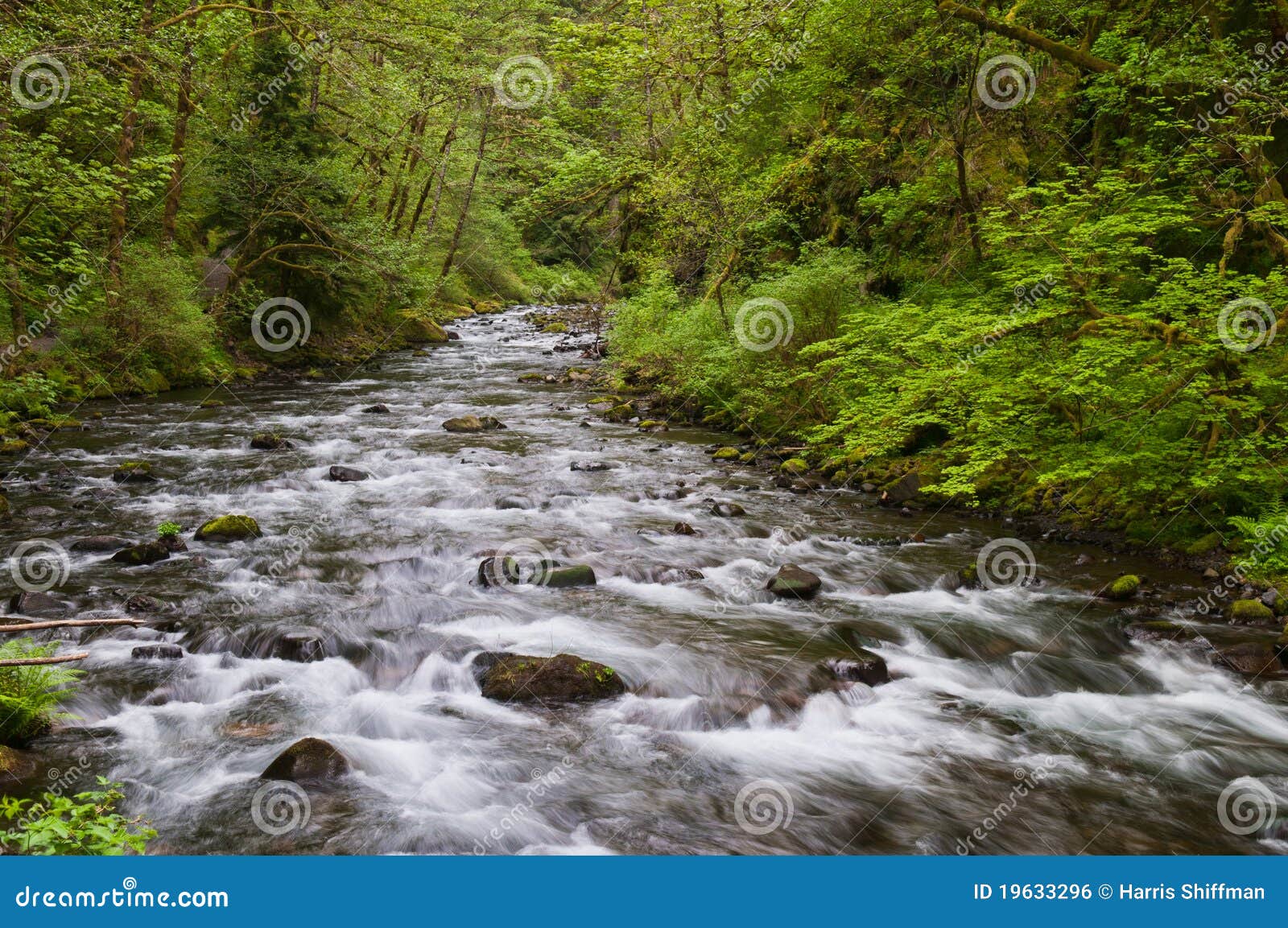 Stream stock photo. Image of spray, plants, water, cascade - 19633296