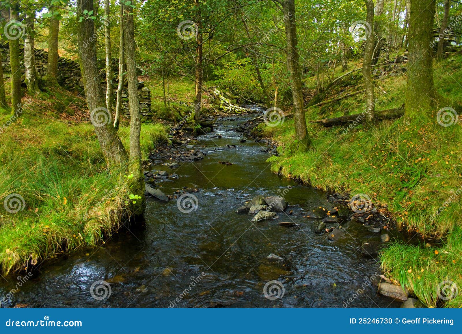Stream stock photo. Image of stream, brook, bank, waterway - 25246730
