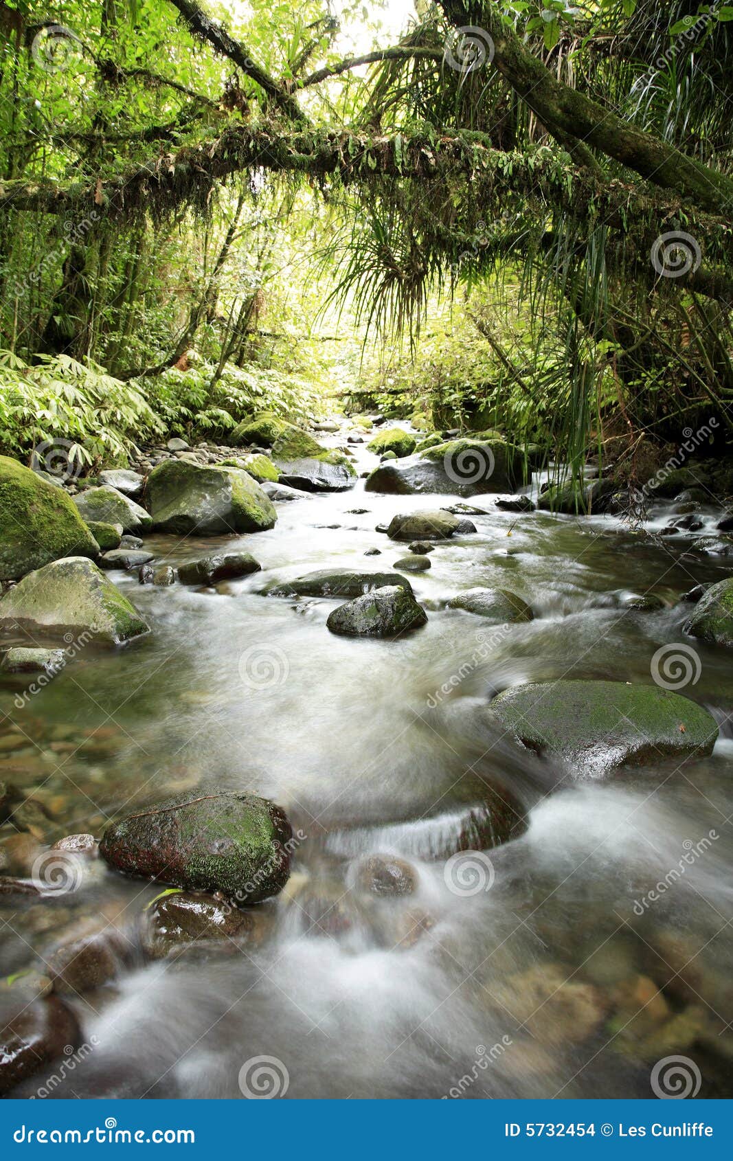 Stream stock photo. Image of beautiful, background, scenery - 5732454