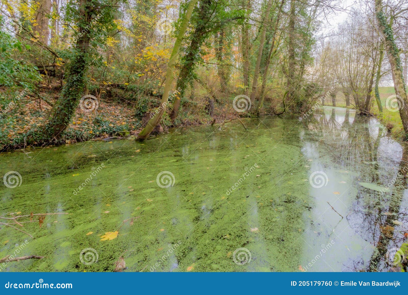 Stream with Algae Bloom on the Water Surface and Reflection between ...