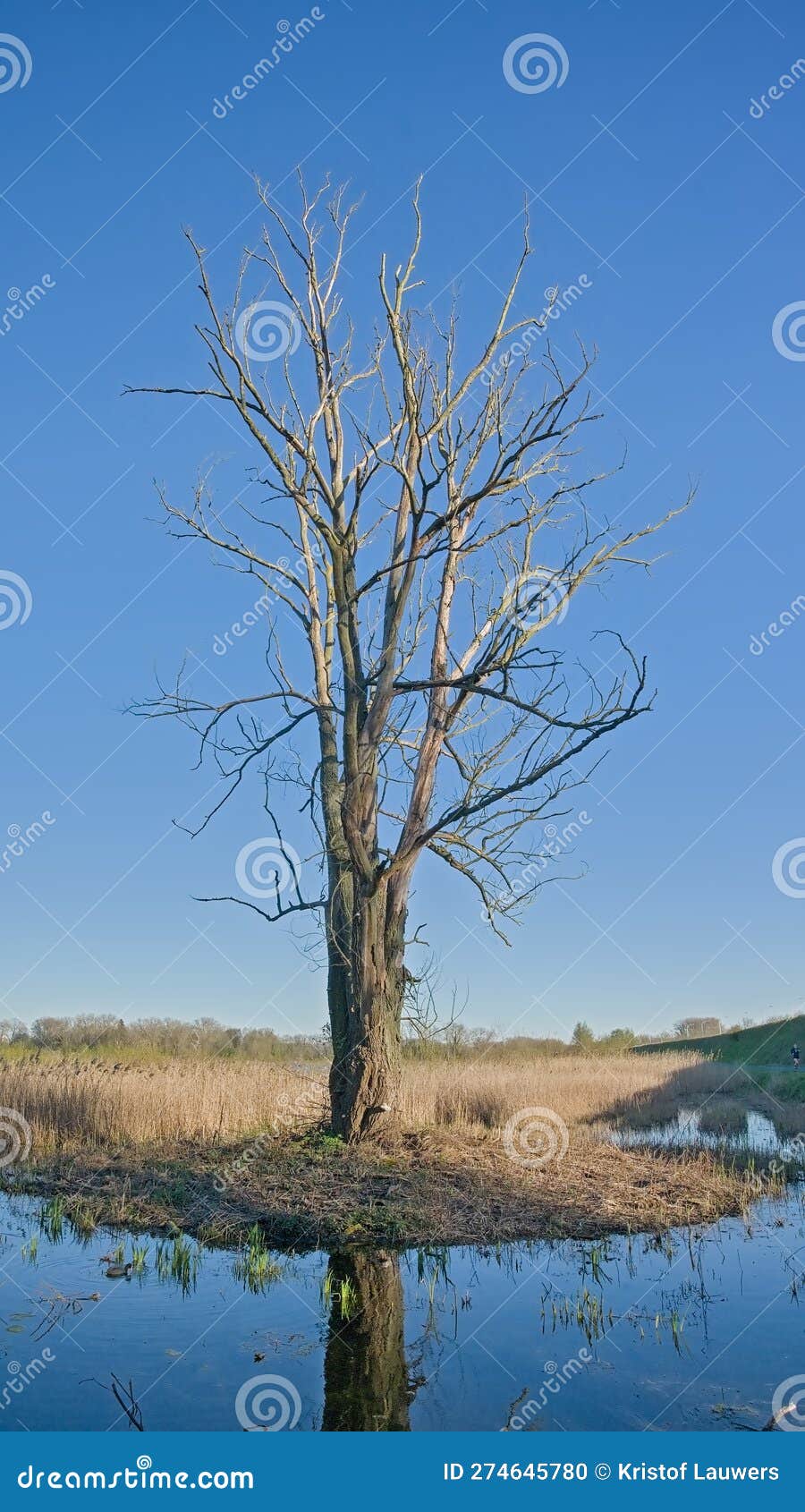 Stream Along a Bare Tree in the Marsh in the Flemish Countryside Stock ...