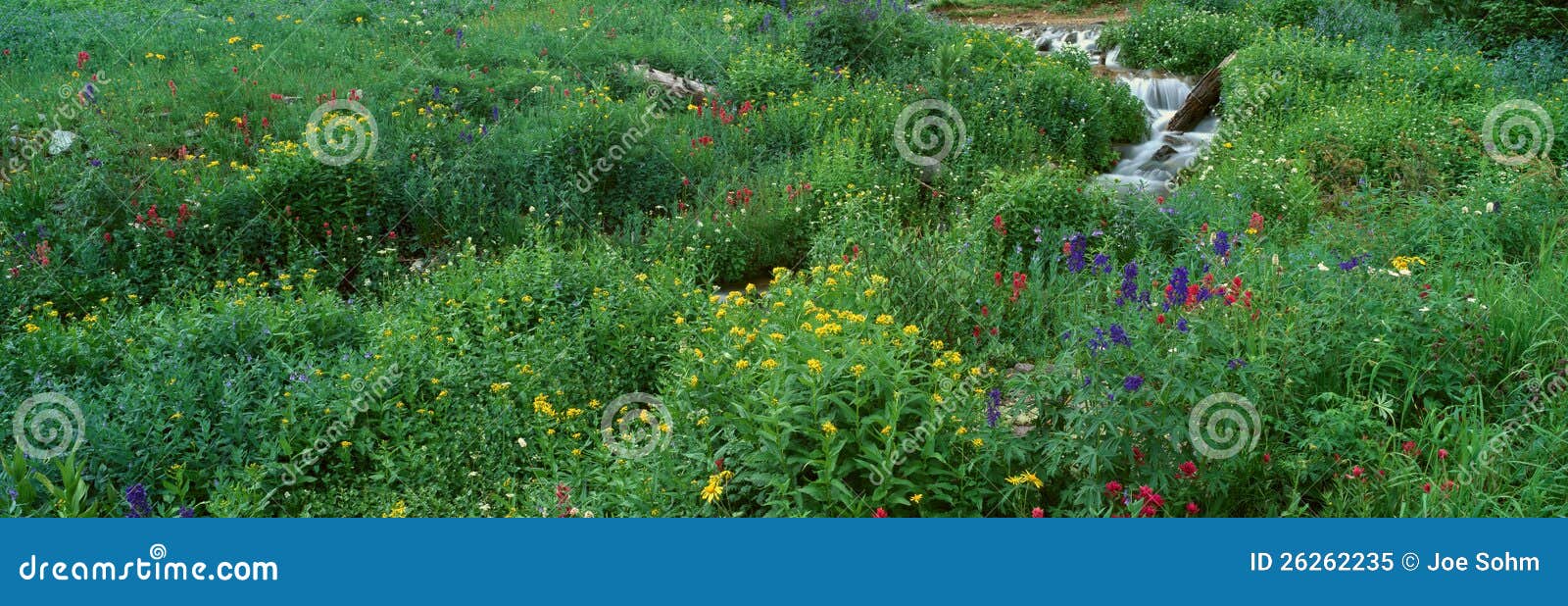 Stream and Alpine Flowers stock image. Image of stream - 26262235