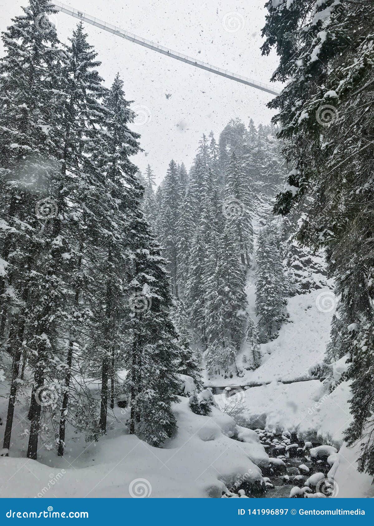 Stream in an alpine forest stock image. Image of running - 141996897