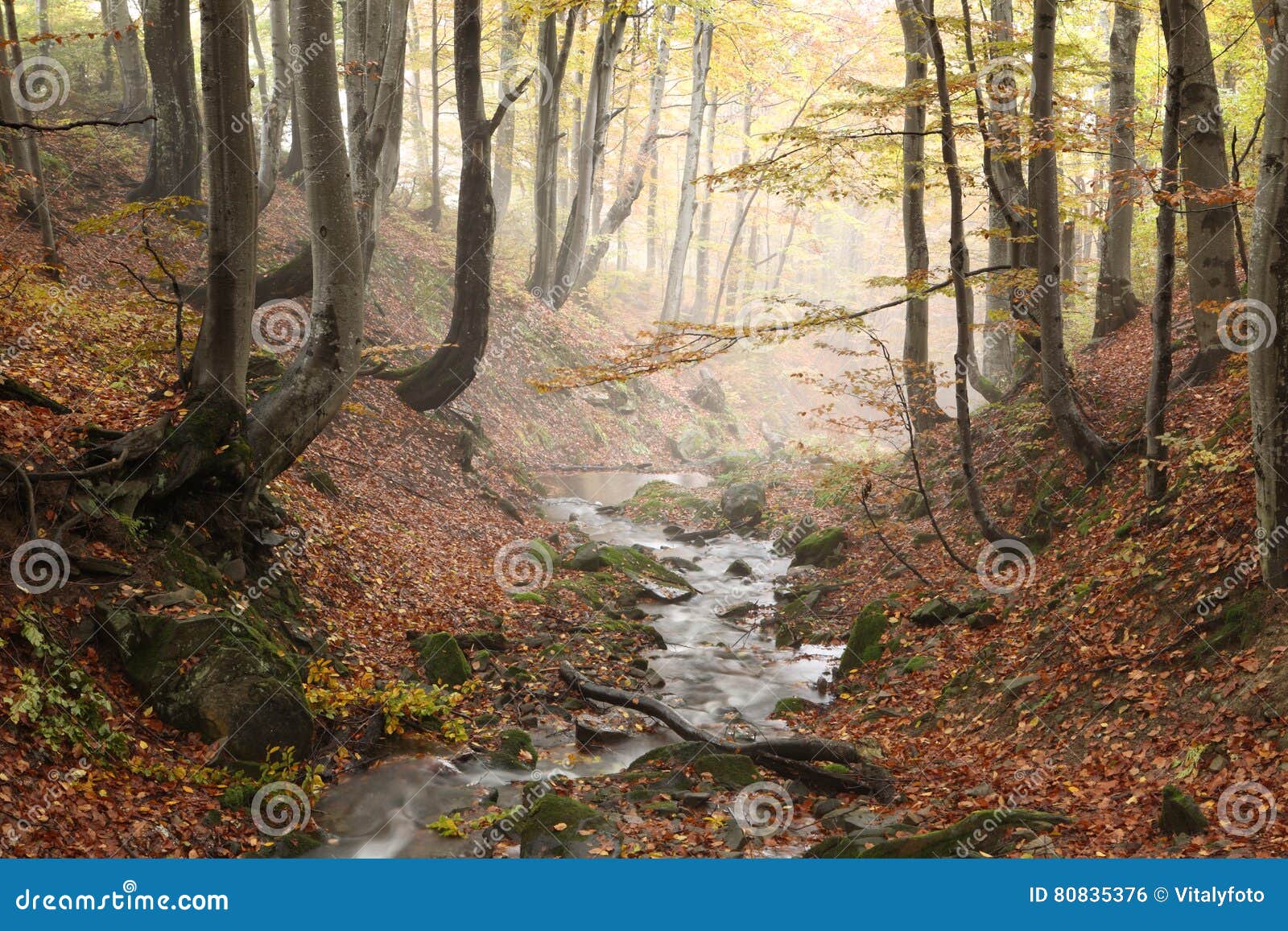 Stream in Autumn Beech Forest Stock Photo - Image of mystic, autumn ...