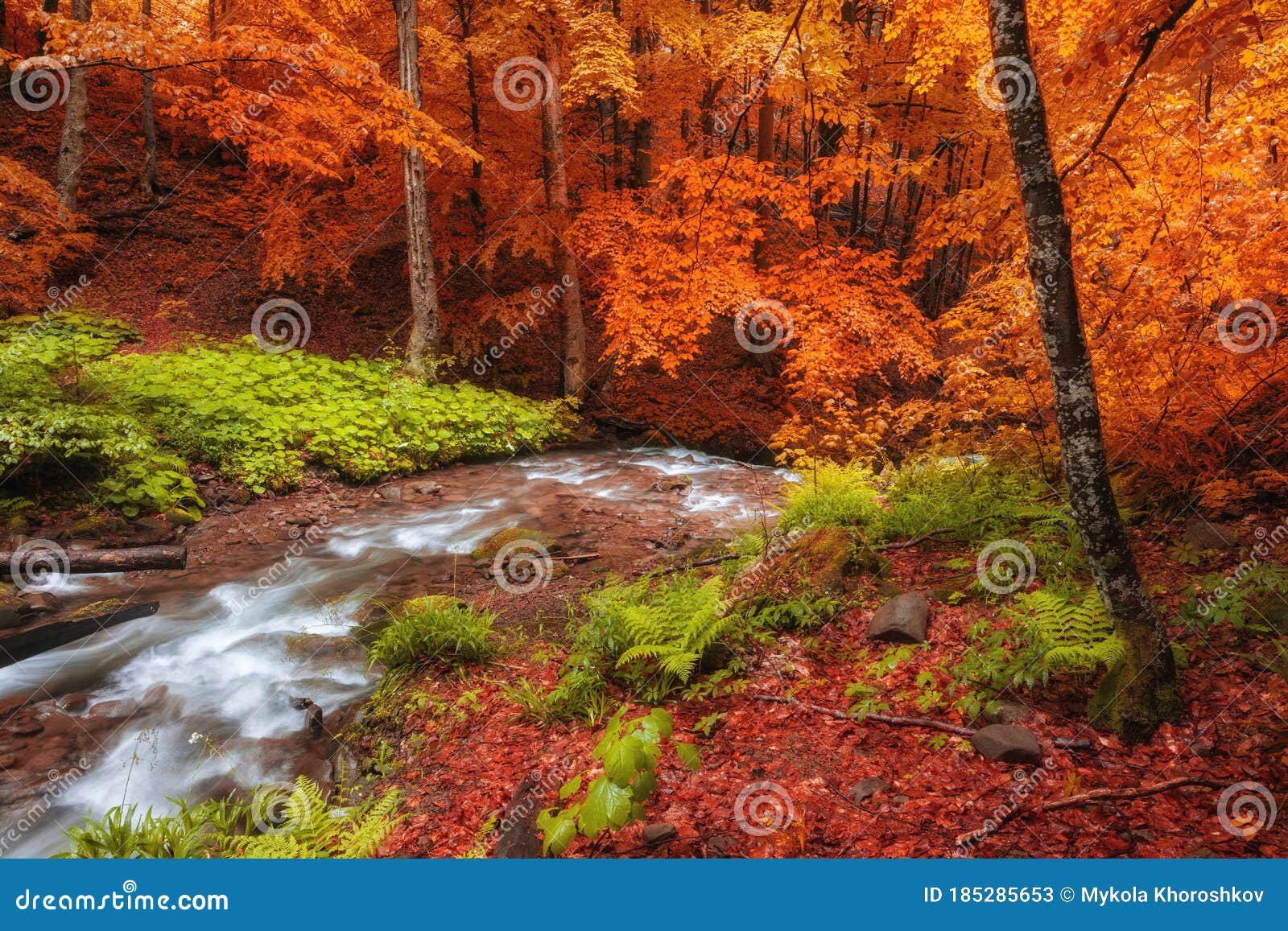 Stream in Autumn Colors Forest Stock Image - Image of natural, leaf ...