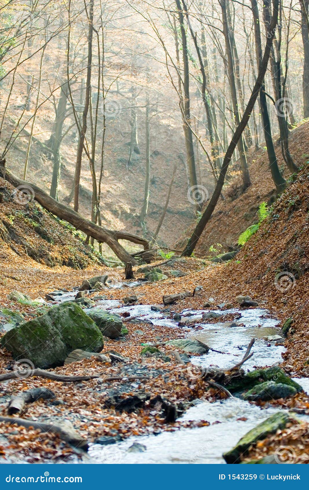 Stream in Autumn forest stock image. Image of hillside - 1543259