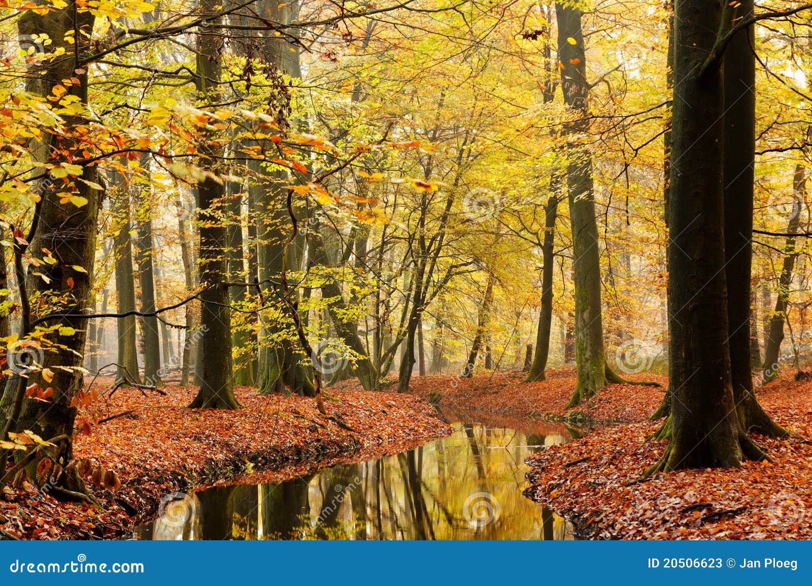 Stream in autumn forest stock image. Image of trees, brook - 20506623
