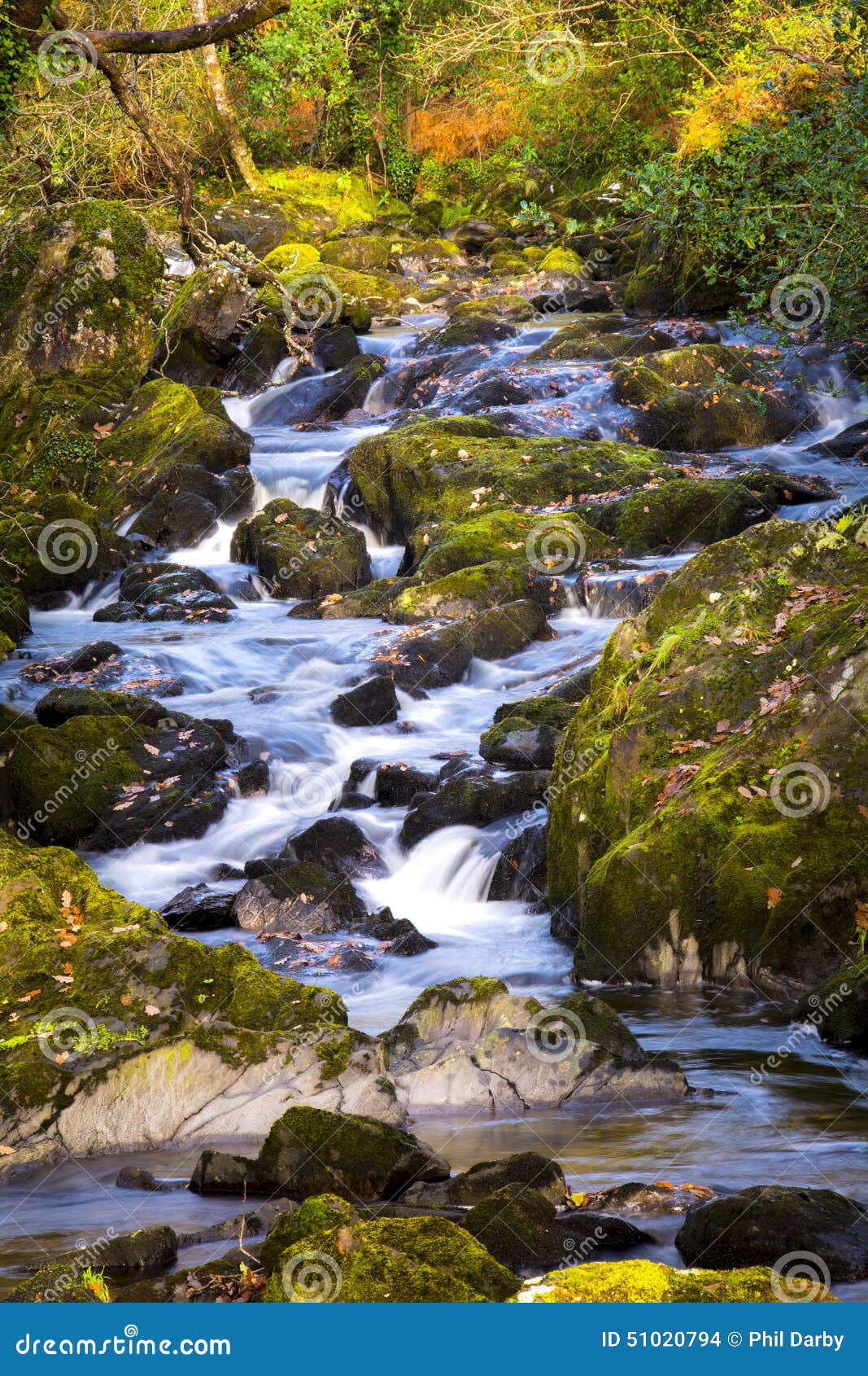 Stream in Autumn stock photo. Image of woods, cork, golden - 51020794