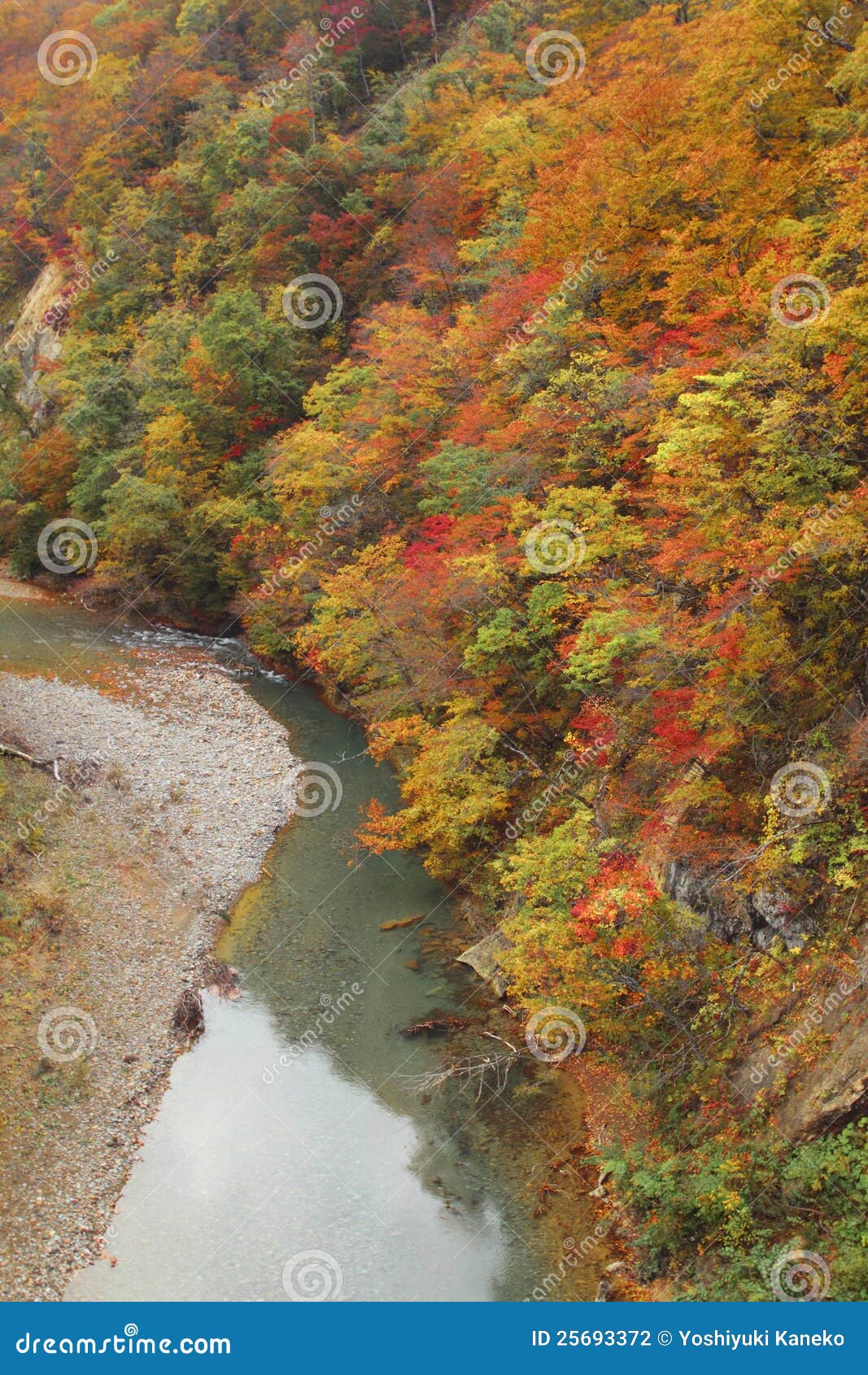 Stream and Autumn Leaf Color Stock Photo - Image of color, stream: 25693372