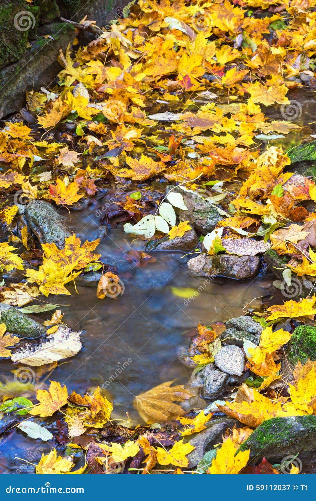 Stream with Autumn Maple Leaves Stock Image - Image of calm, leaf: 59112037