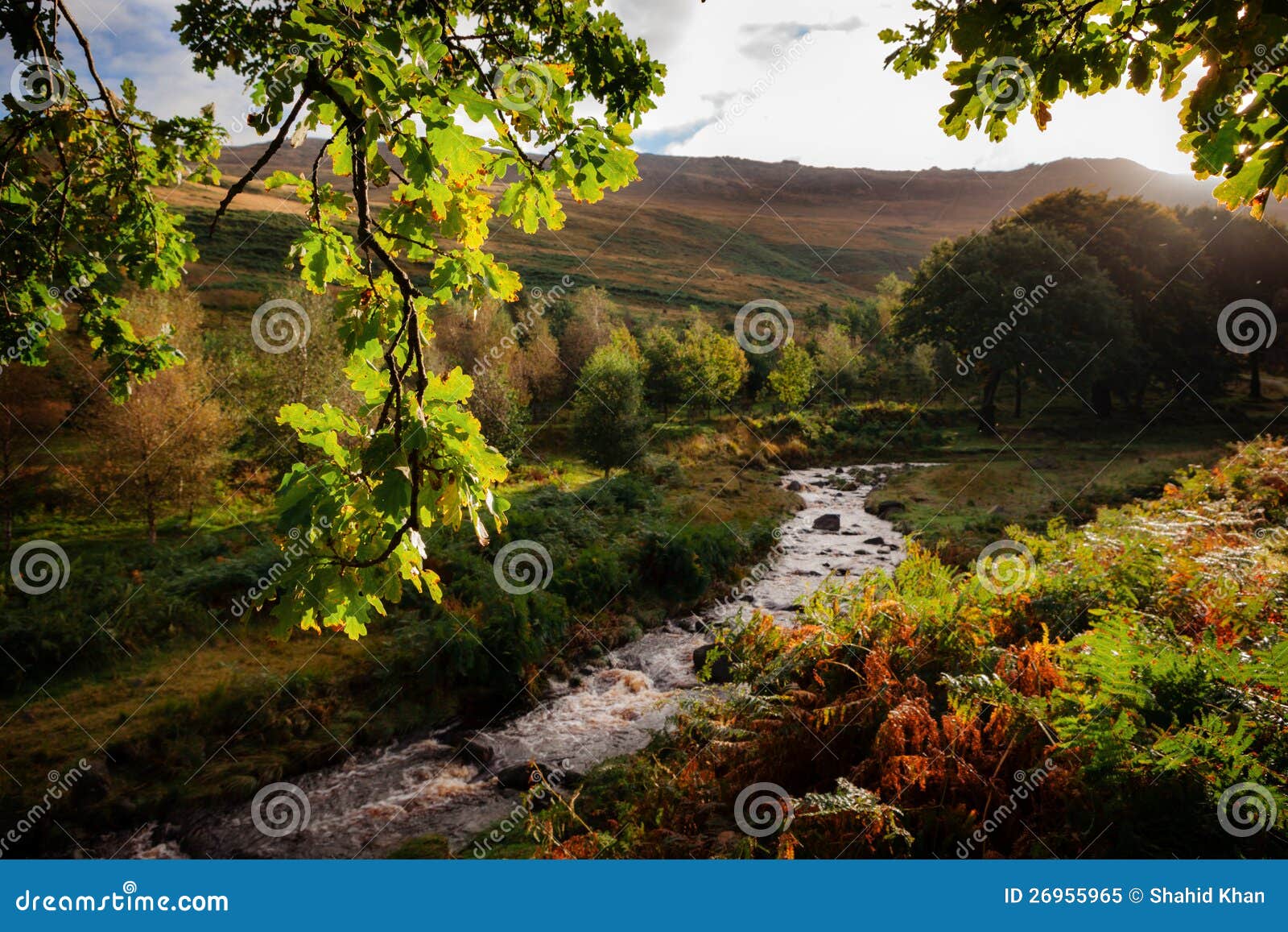Stream and Backlit Leaves at Dovestone Stock Image - Image of morning ...