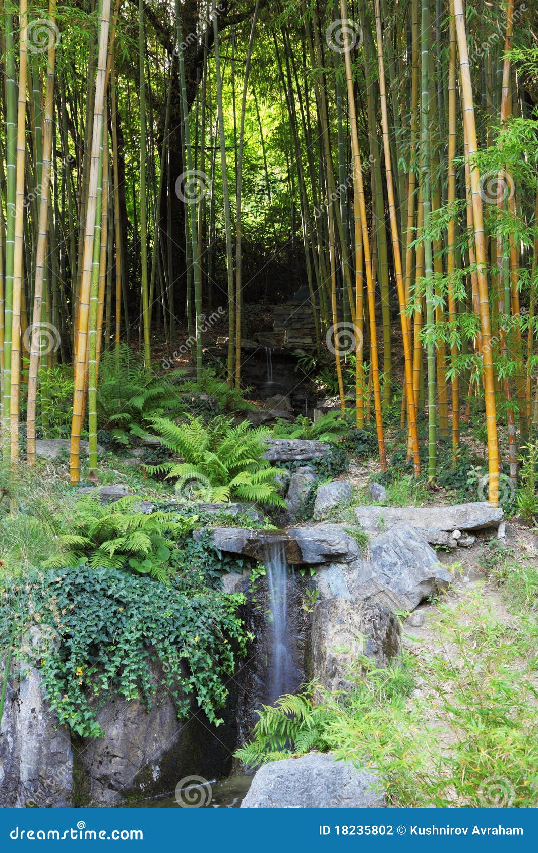 A stream in a bamboo grove stock photo. Image of place - 18235802