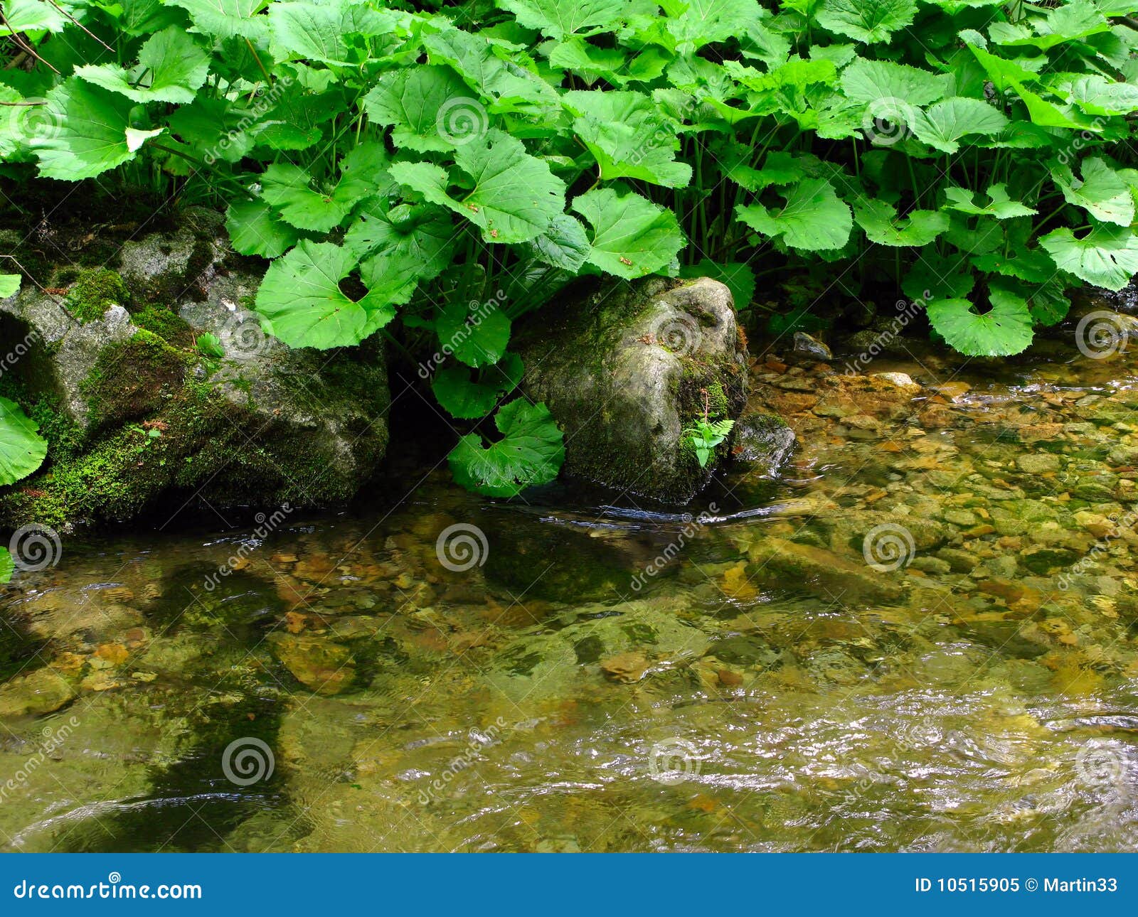 Stream bank stock image. Image of brook, water, creek - 10515905