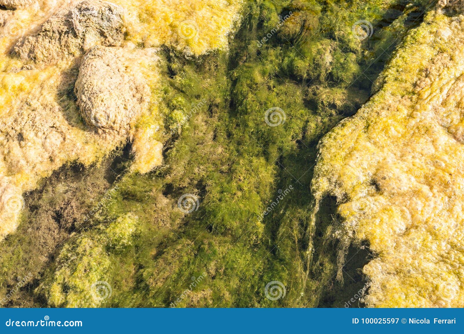 Hypertrophication Photos - Free & Royalty-Free Stock Photos from Dreamstime