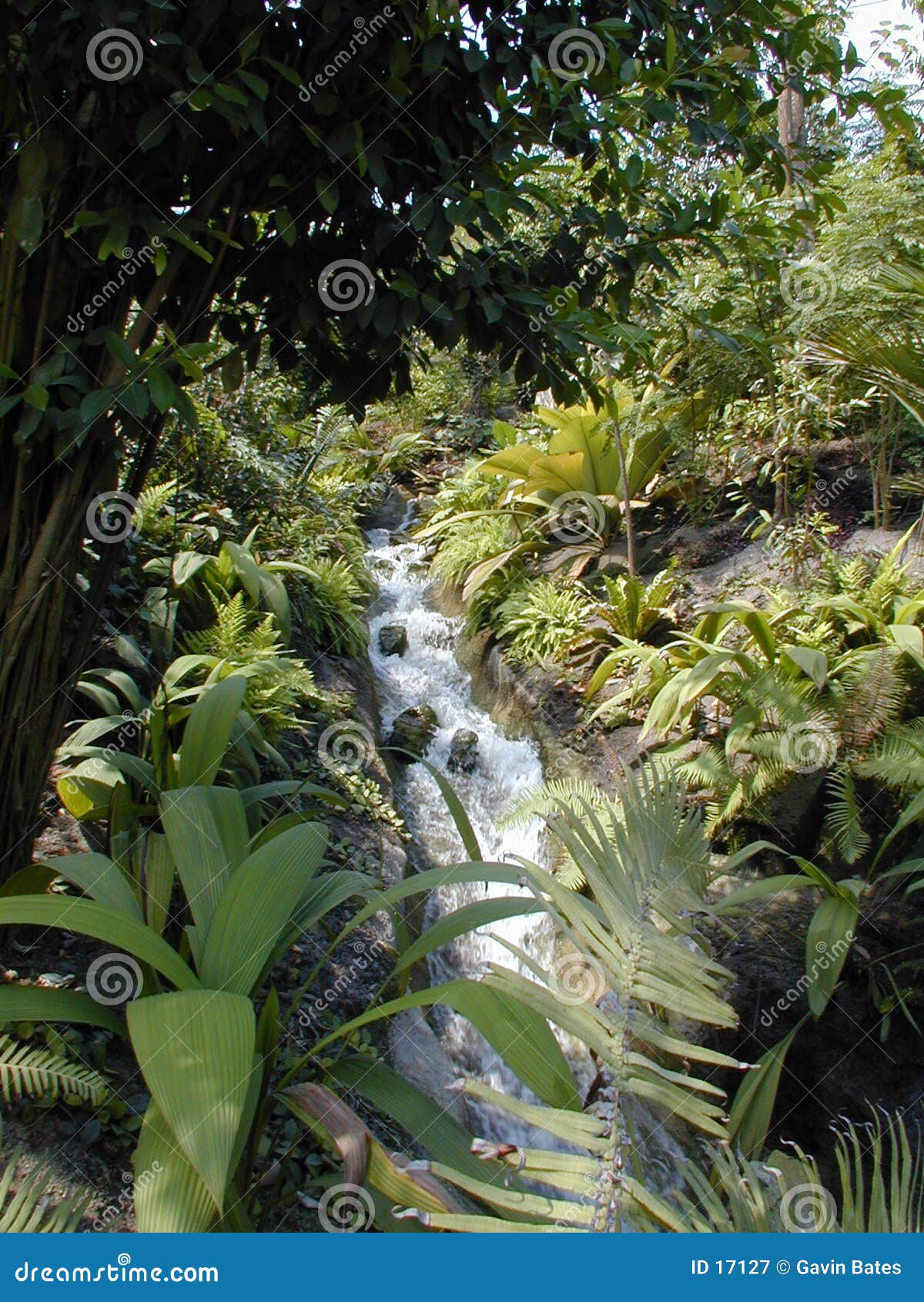 Stream in a Biome stock image. Image of tropical, water - 17127