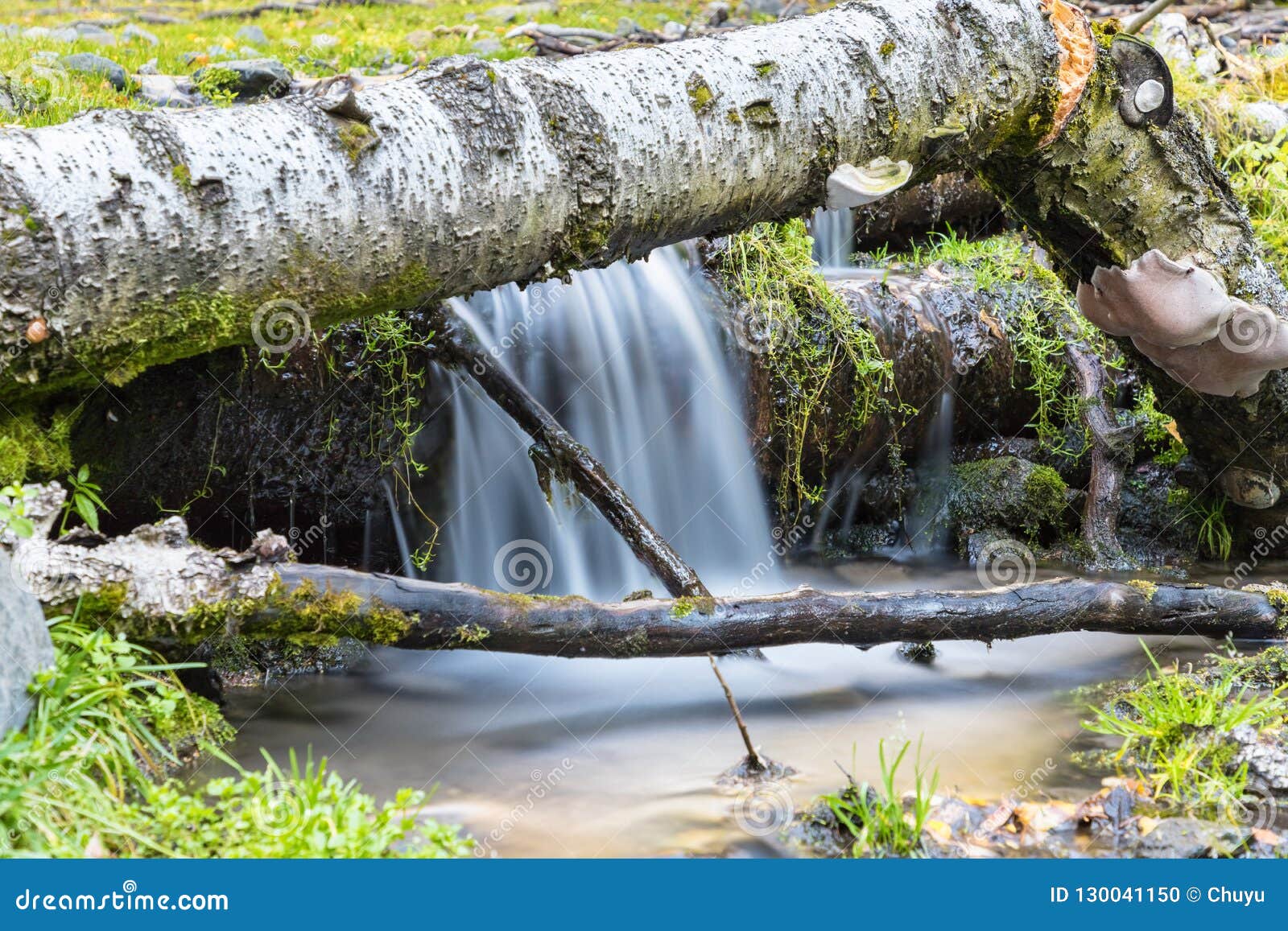 Stream and birch stock photo. Image of flowing, beauty - 130041150