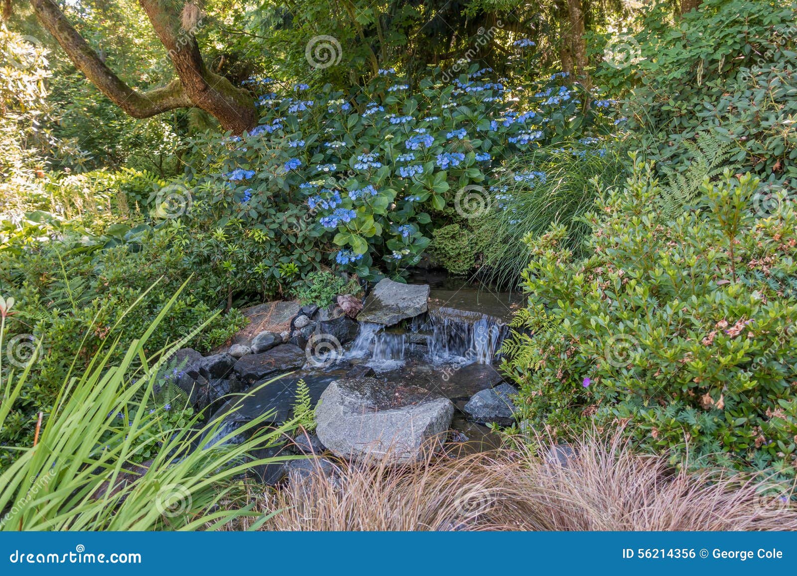 Stream with Blue Flowers stock photo. Image of blue, scenic - 56214356