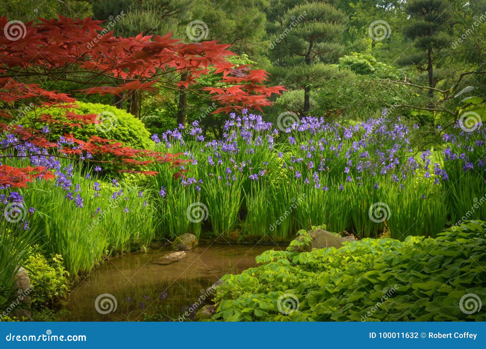 Spring is Here stock photo. Image of spring, green, foliage - 100011632