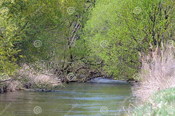 Stream of a Brook or a Creek Stock Photo - Image of waters, creek ...