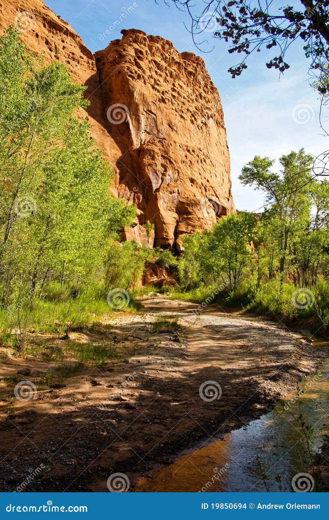 Stream in Canyon stock photo. Image of flow, trees, canyon - 19850694