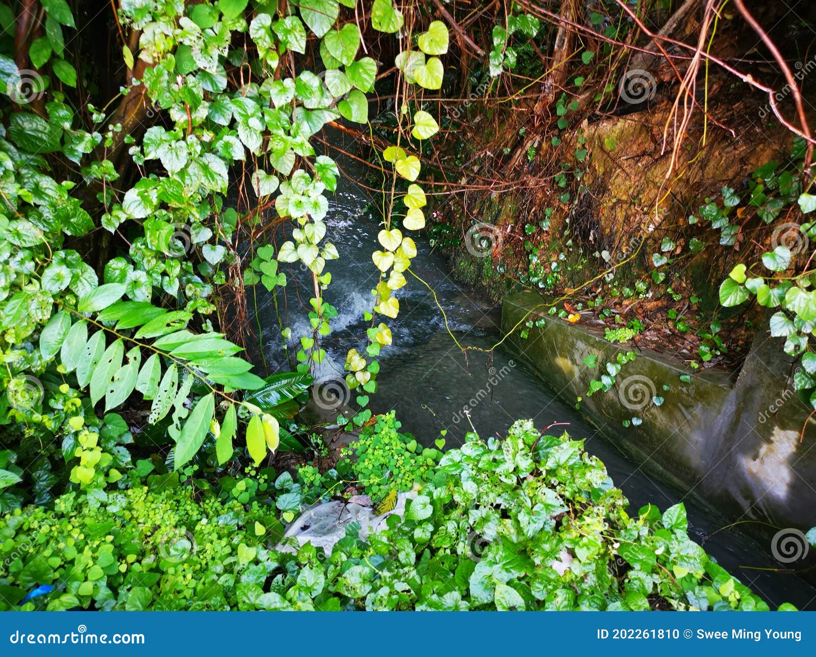 Stream of Channel Flowing Water for the Drainage System. Stock Photo ...