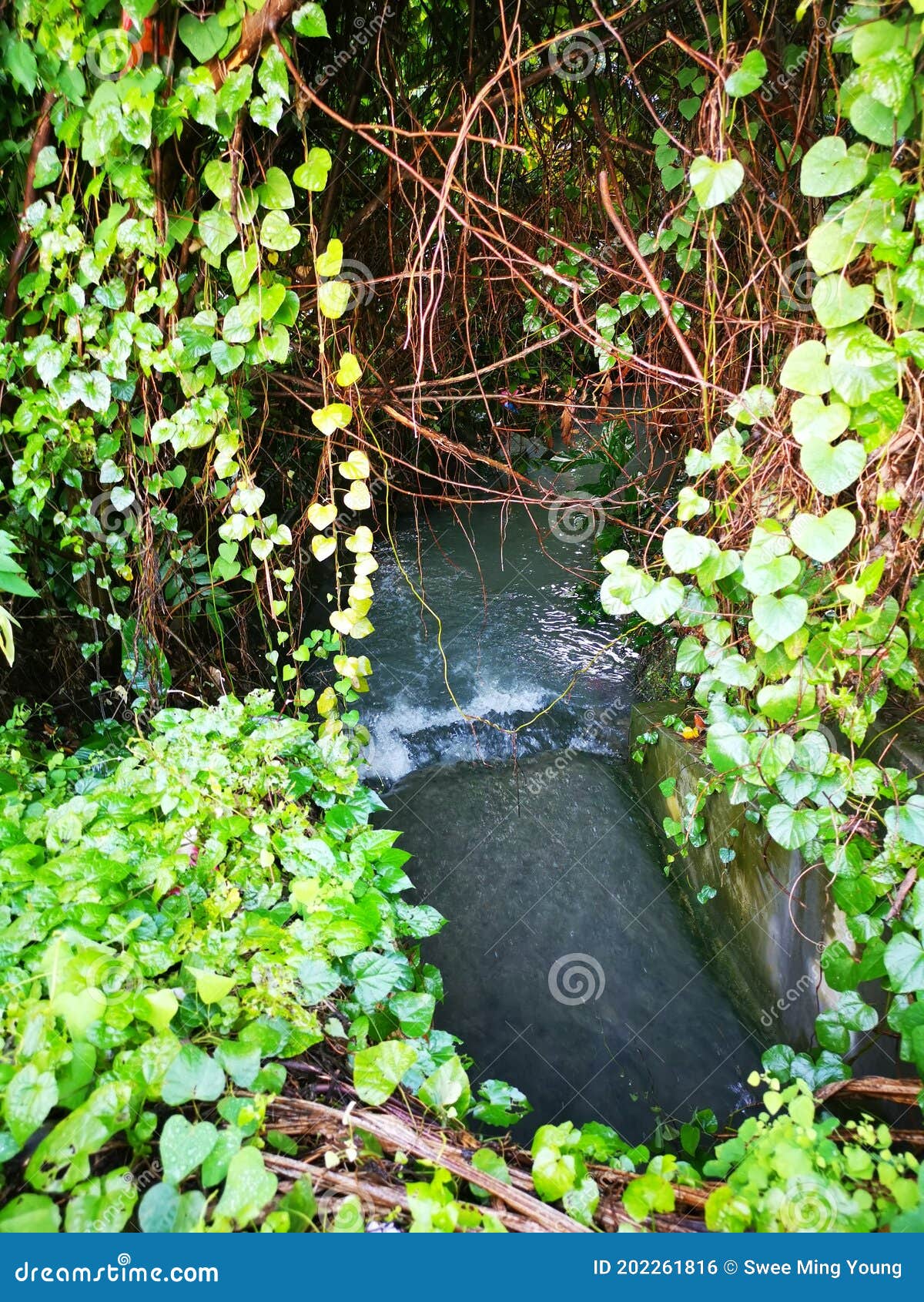 Stream of Channel Flowing Water for the Drainage System. Stock Photo ...