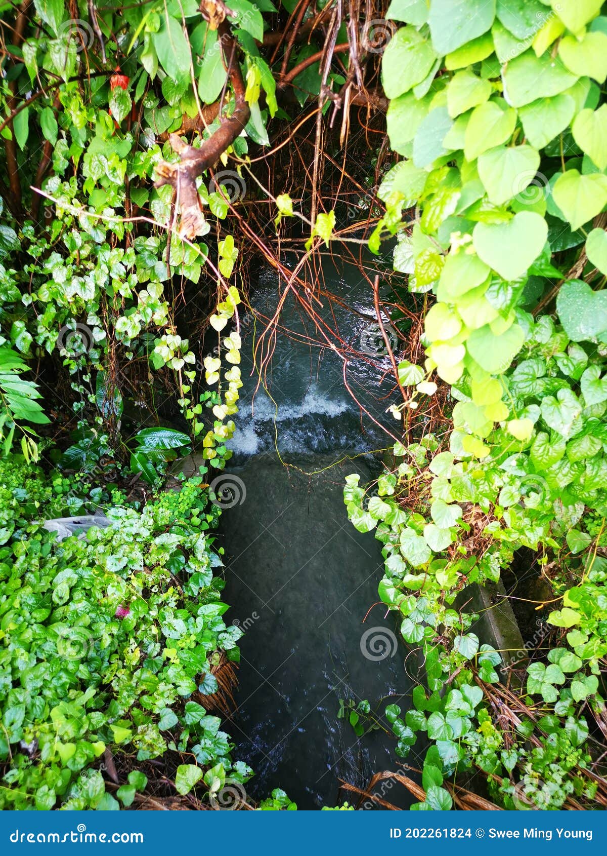 Stream of Channel Flowing Water for the Drainage System. Stock Photo ...