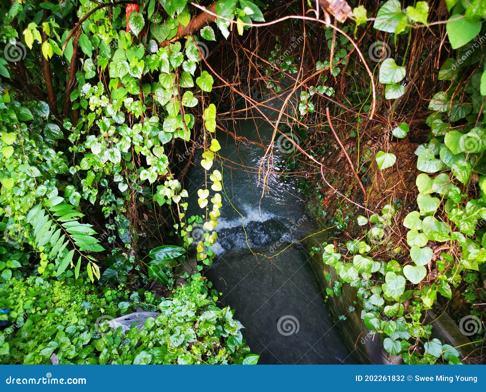 Stream of Channel Flowing Water for the Drainage System. Stock Photo ...