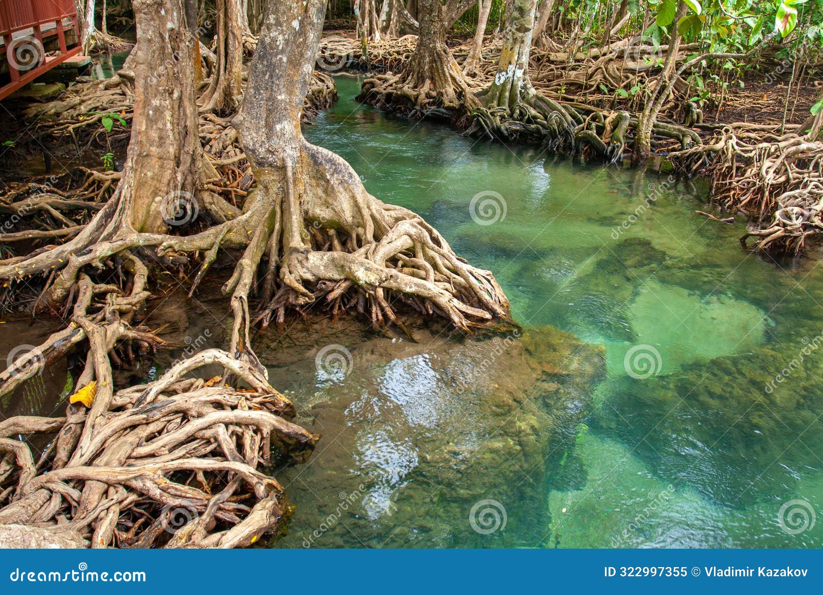 A Stream with Clear Water Flows among the Powerful Root System of ...