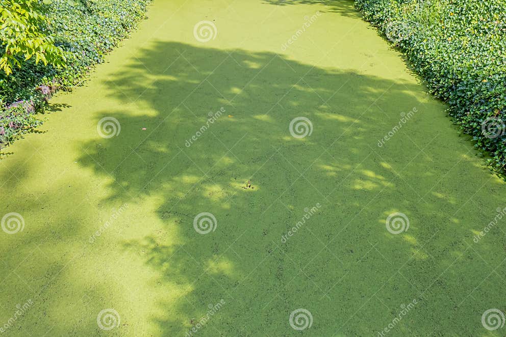 Stream Completely Covered by Algae Bloom on the Surface of the Water ...