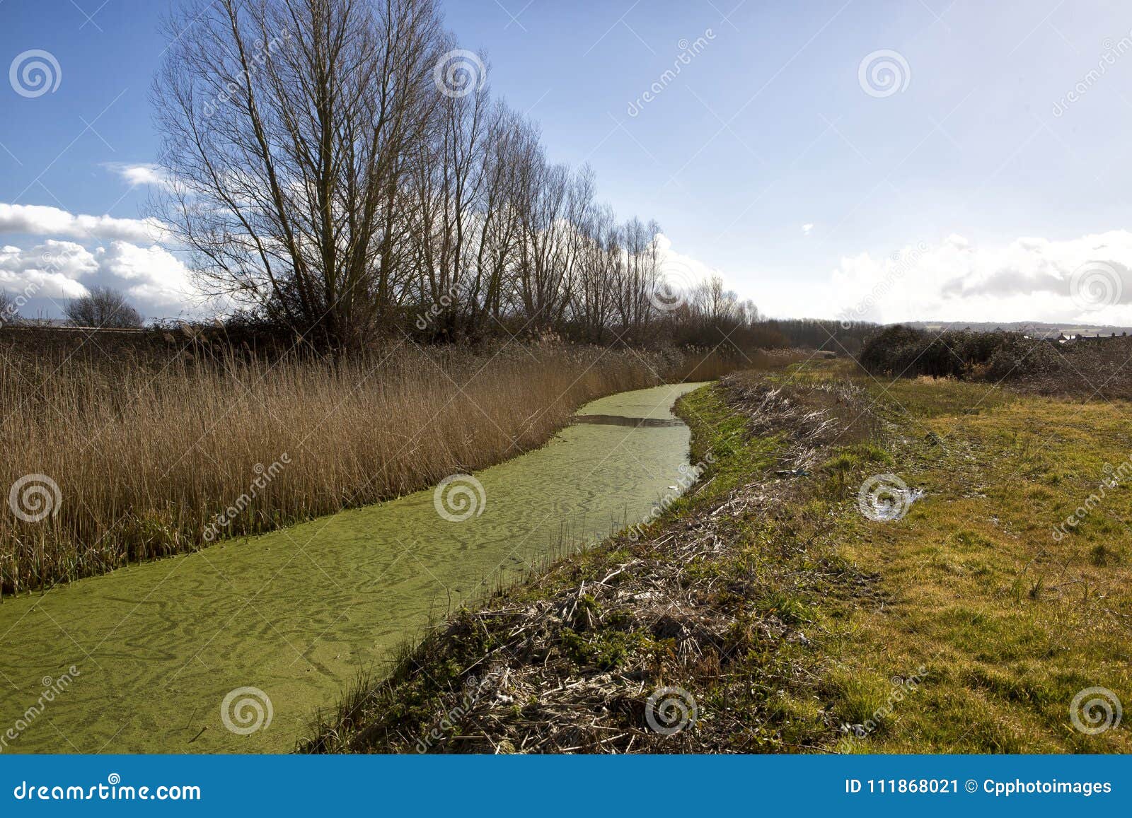 Stream Covered by Green Algae Stock Image - Image of water, meandering ...