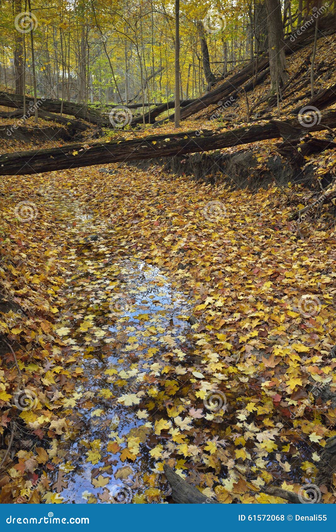 Stream Covered with Leaves in Autumn. Stock Photo - Image of indiana ...