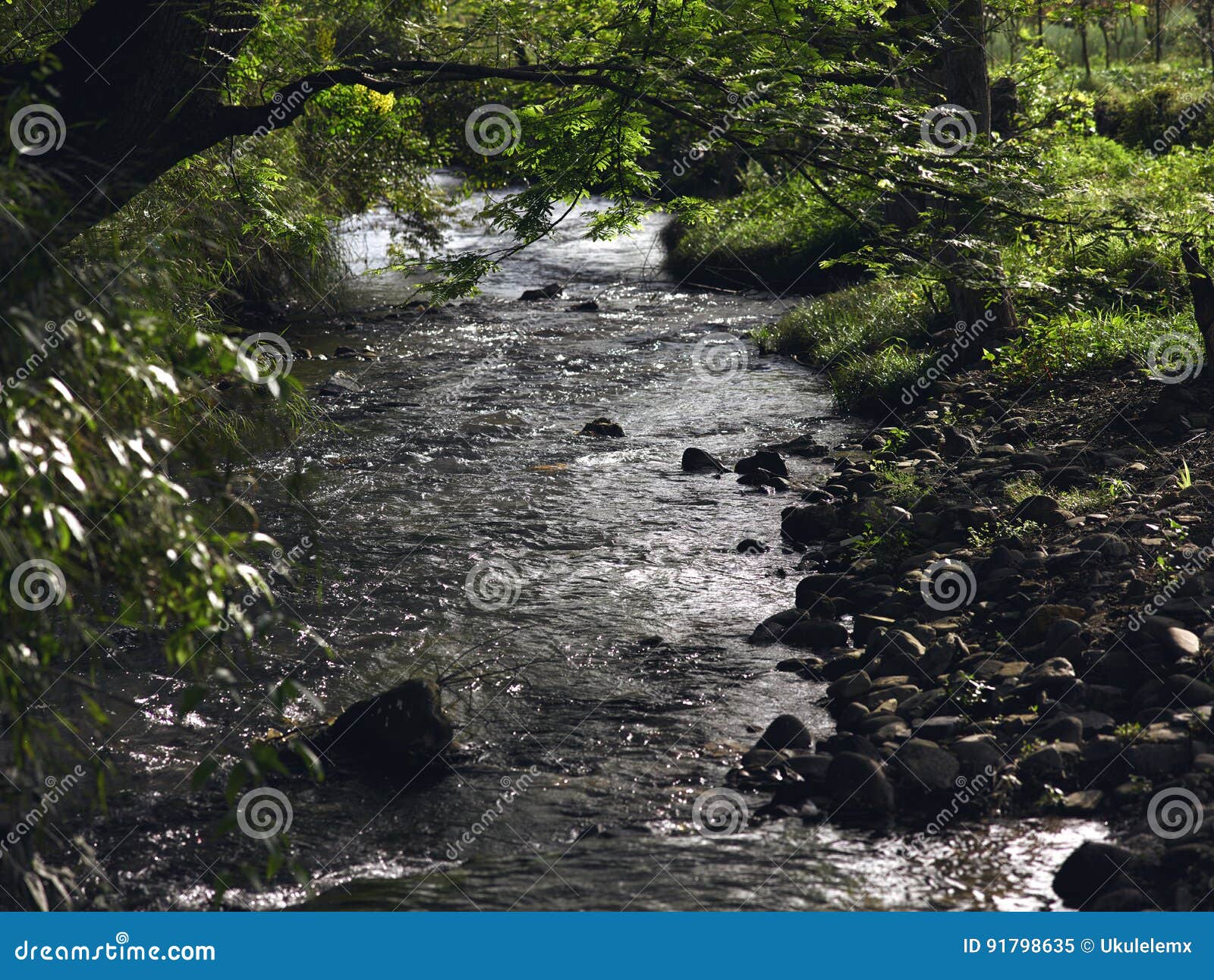 Stream Cross the Forest, the Sun through the Forest To the Creek Stock ...