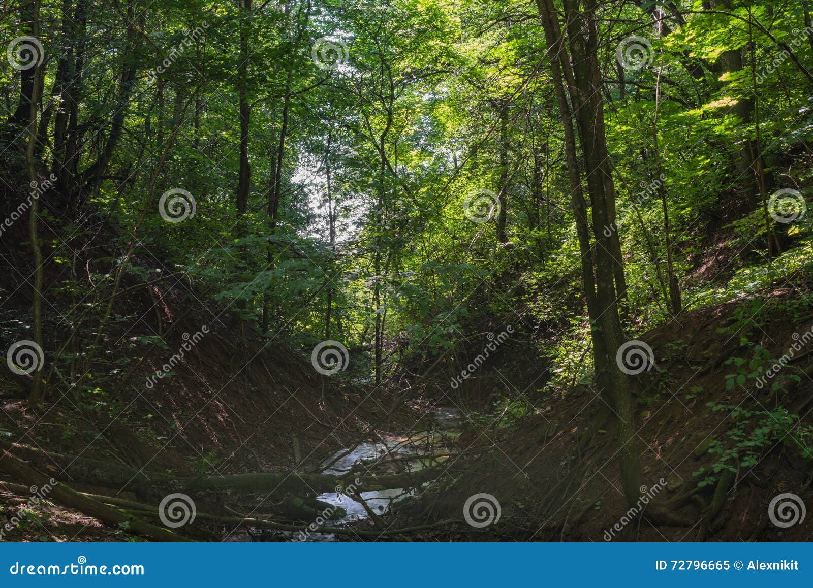 Stream in a dark forest stock image. Image of forest - 72796665