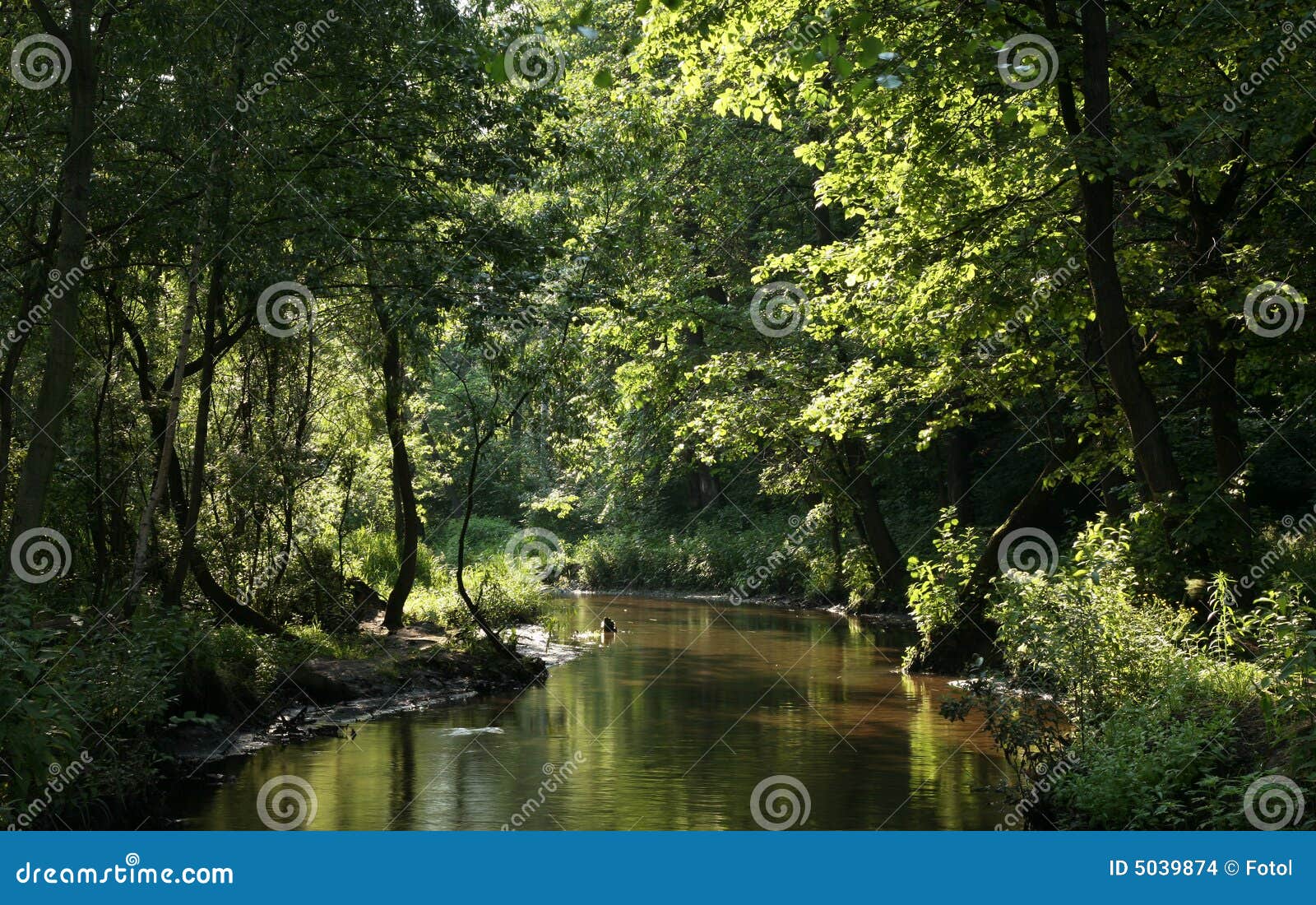 Stream in a dense forest stock photo. Image of leaf, thicket - 5039874