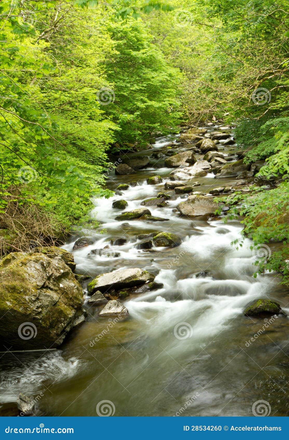 Stream in Devon Countryside Stock Photo - Image of park, beauty: 28534260