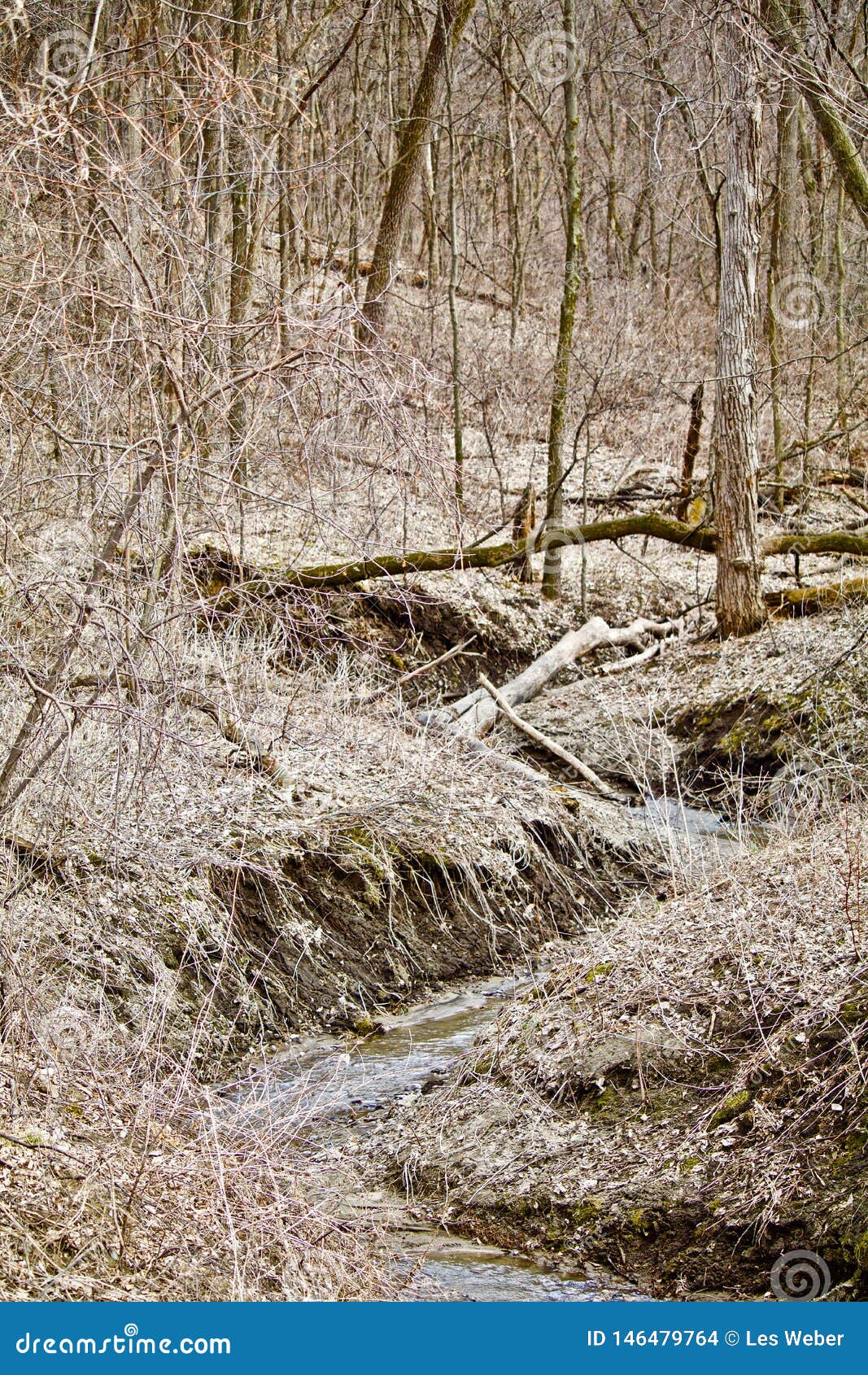 Stream Down the Early Spring Gulley Stock Photo - Image of tree, river ...