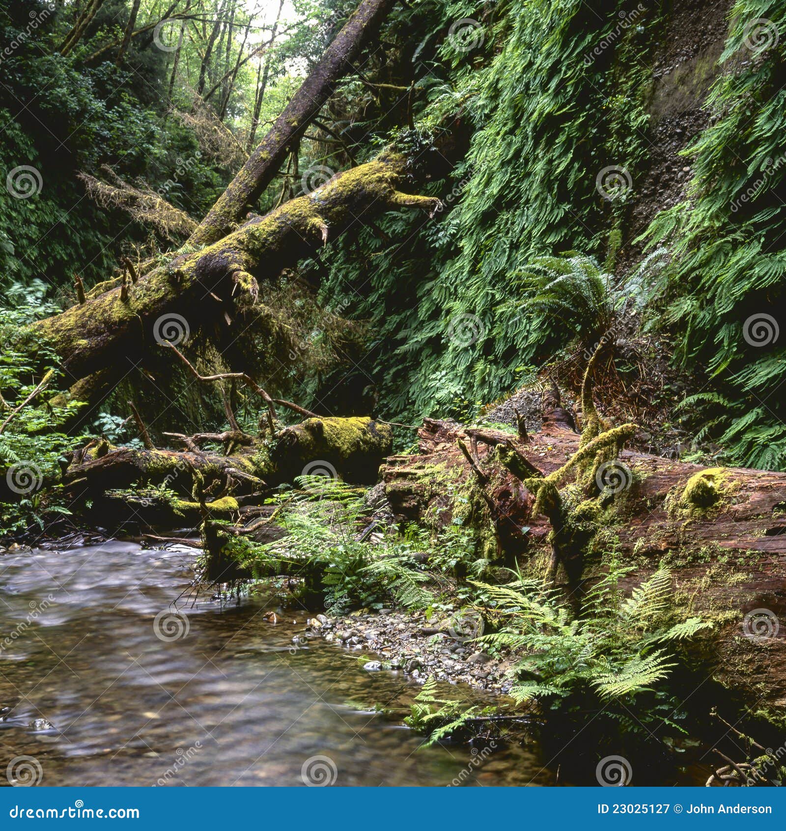 Stream in Fern Canyon stock image. Image of logs, california - 23025127