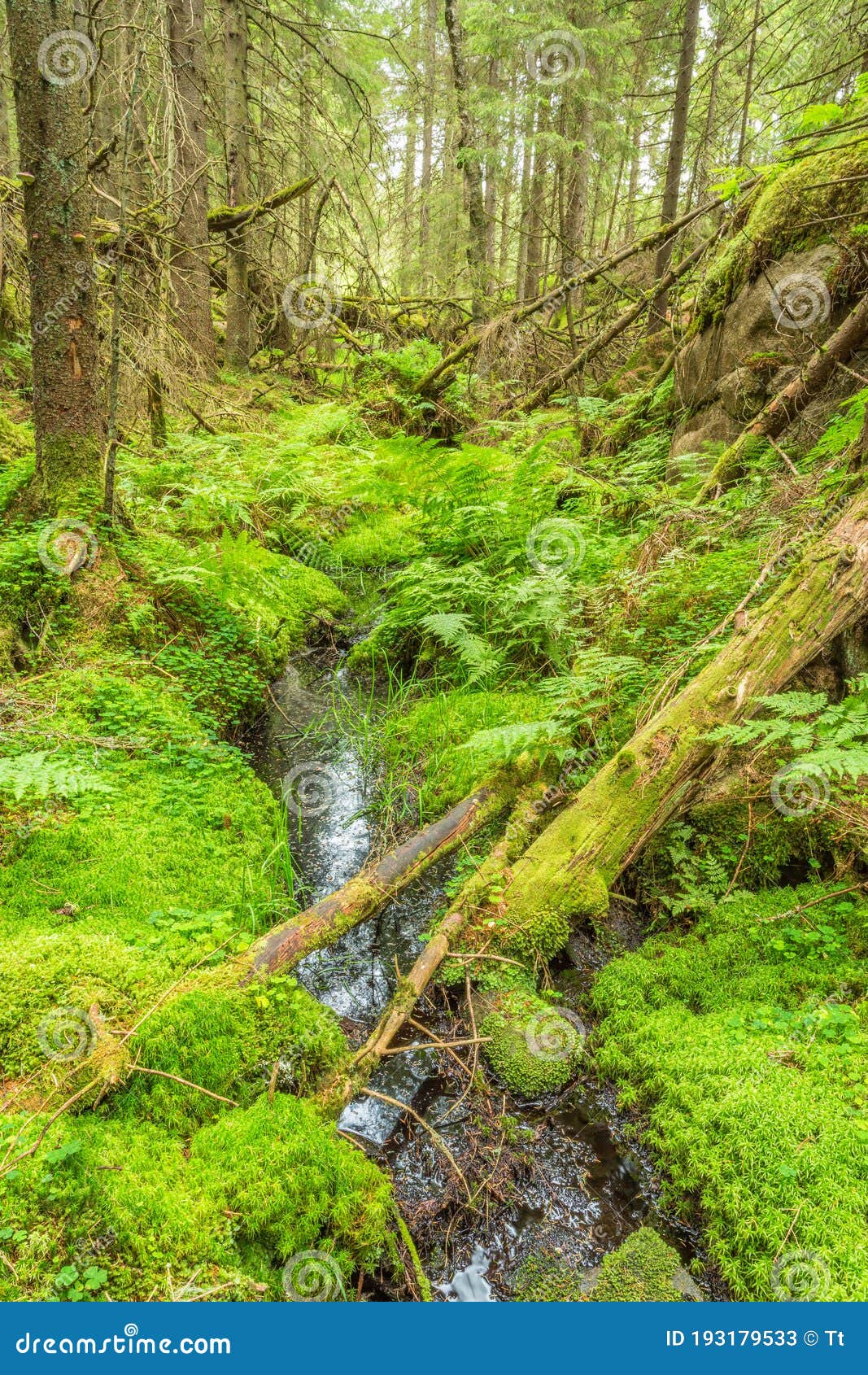 Stream with Ferns in an Old Forest Ravine Stock Image - Image of ...