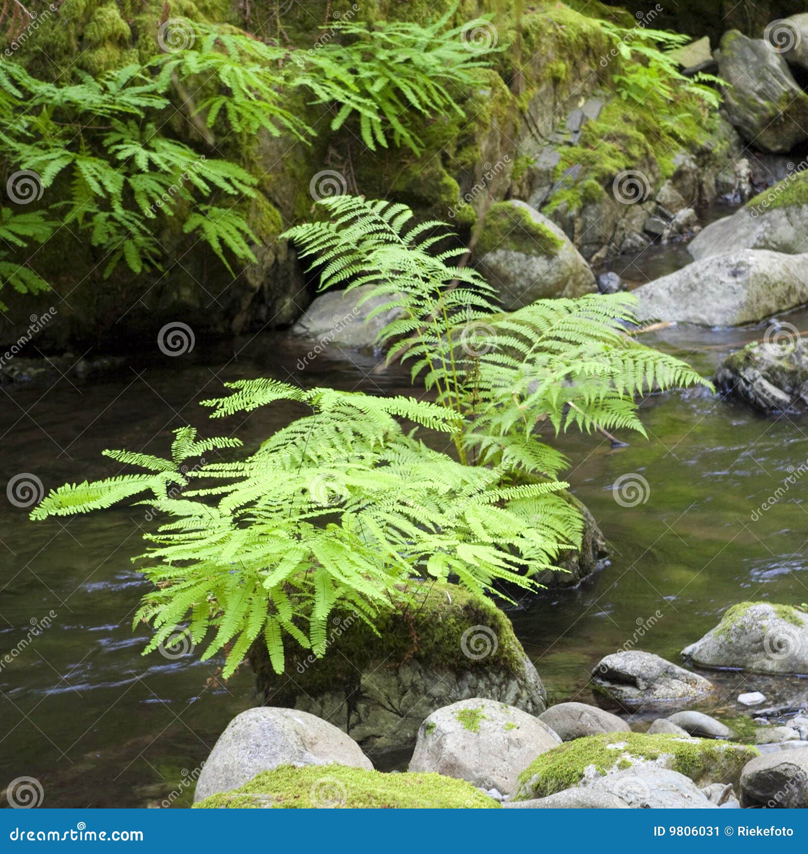 Stream with Ferns and Rocks Stock Image - Image of park, growth: 9806031