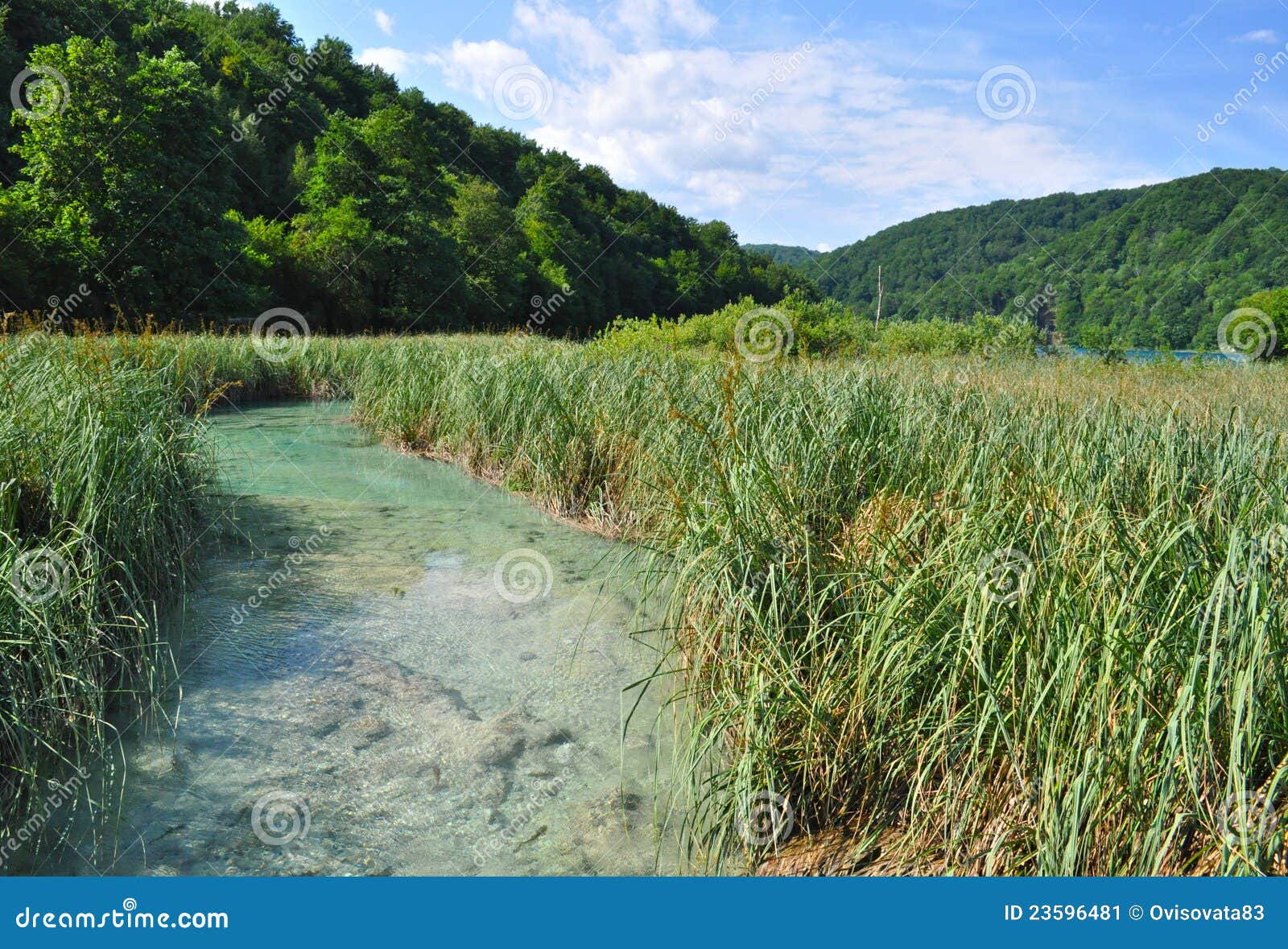 Stream with Fish through High Reed Stock Image - Image of fish, summer ...