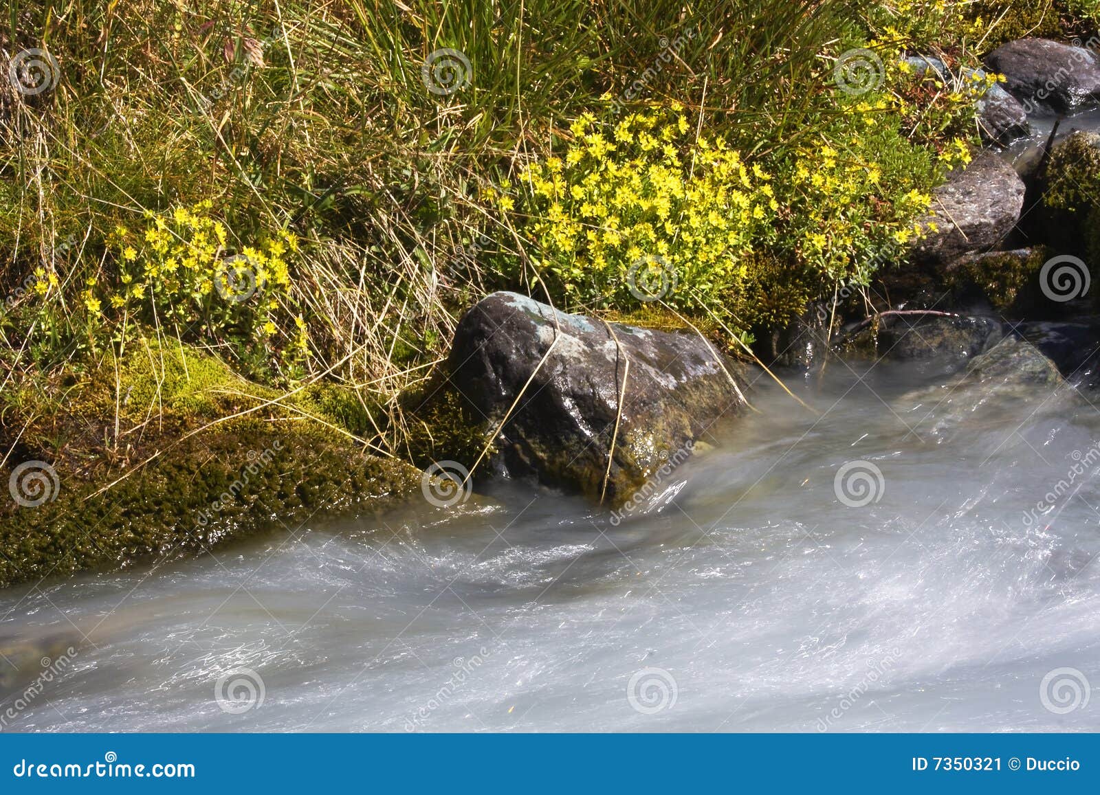 Stream with flowers stock image. Image of pure, rock, flowering - 7350321