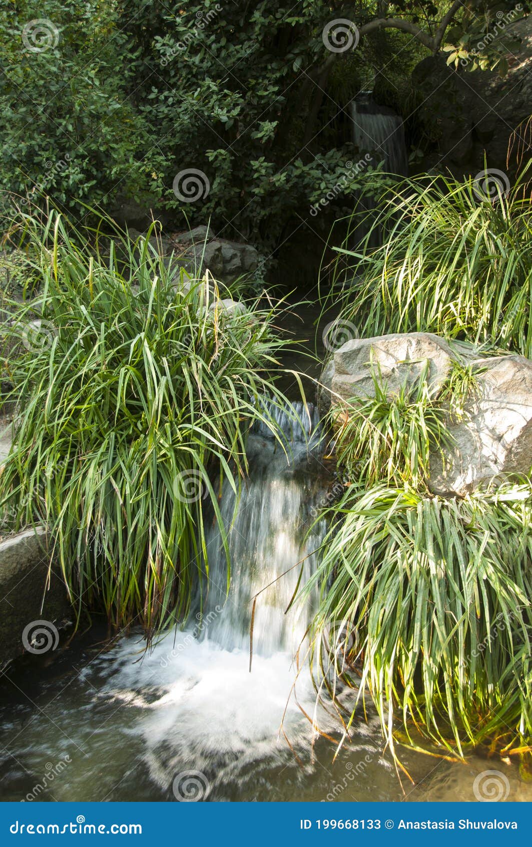 The Stream Flowing through Dense Thickets of Green Grass. Small ...